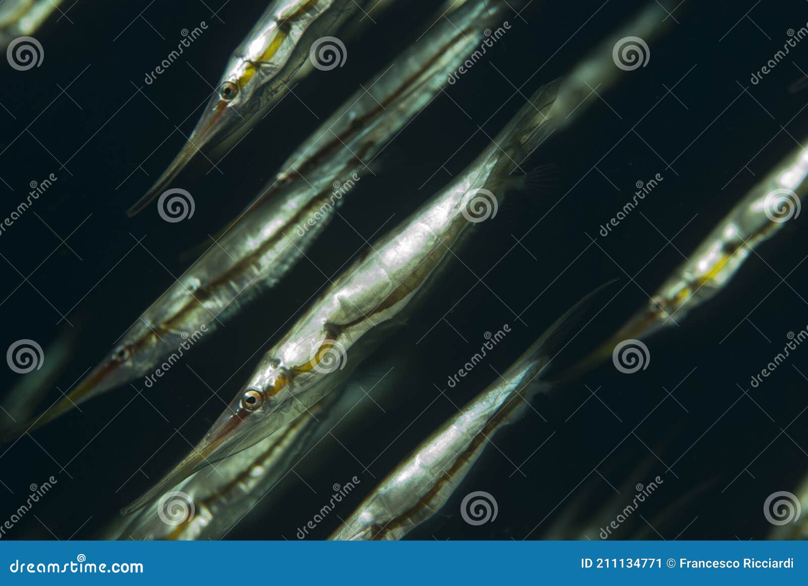 Razorfish Aeoliscus Strigatus Stock Image - Image of location, biology ...