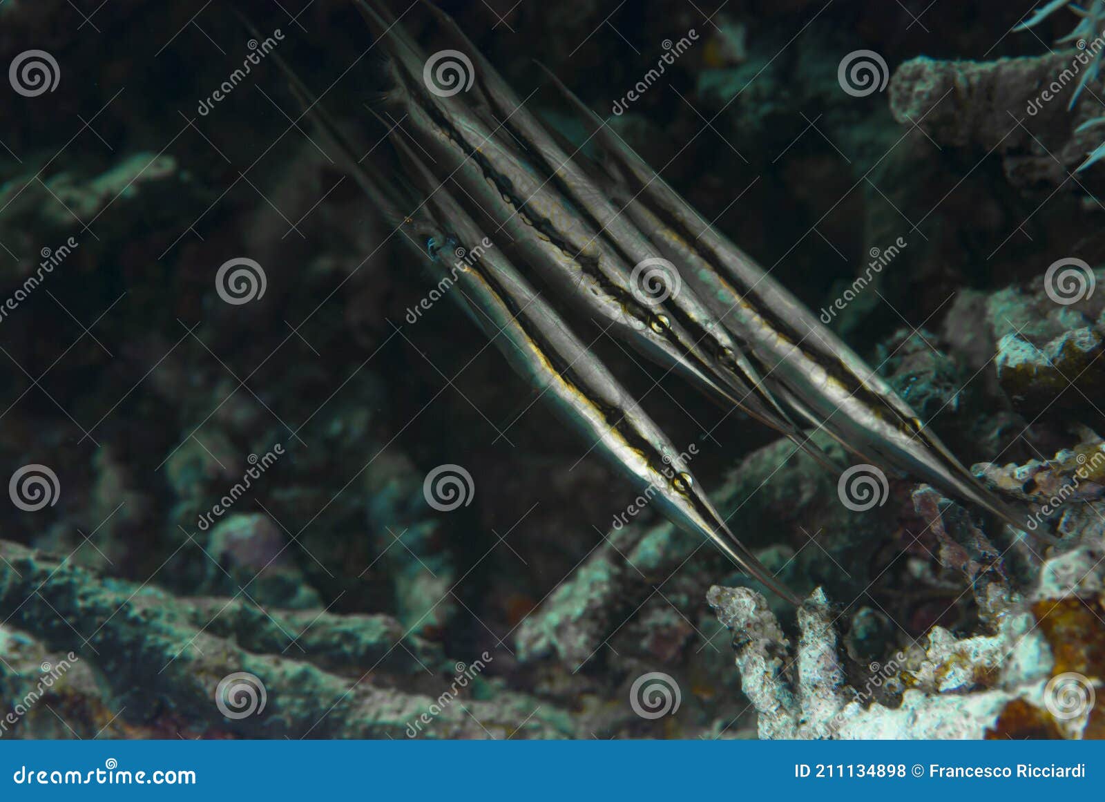 Razorfish Aeoliscus Strigatus Stock Photo - Image of nature, tropical ...