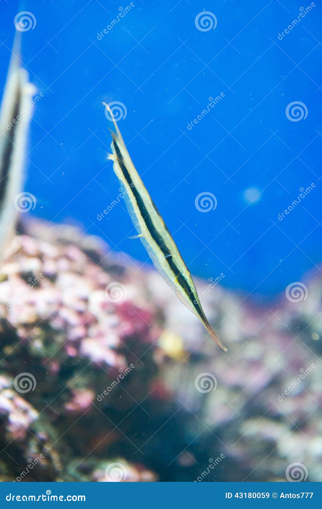 Razorfish - Aeoliscus Strigatus Stock Image - Image of depth, saltwater ...