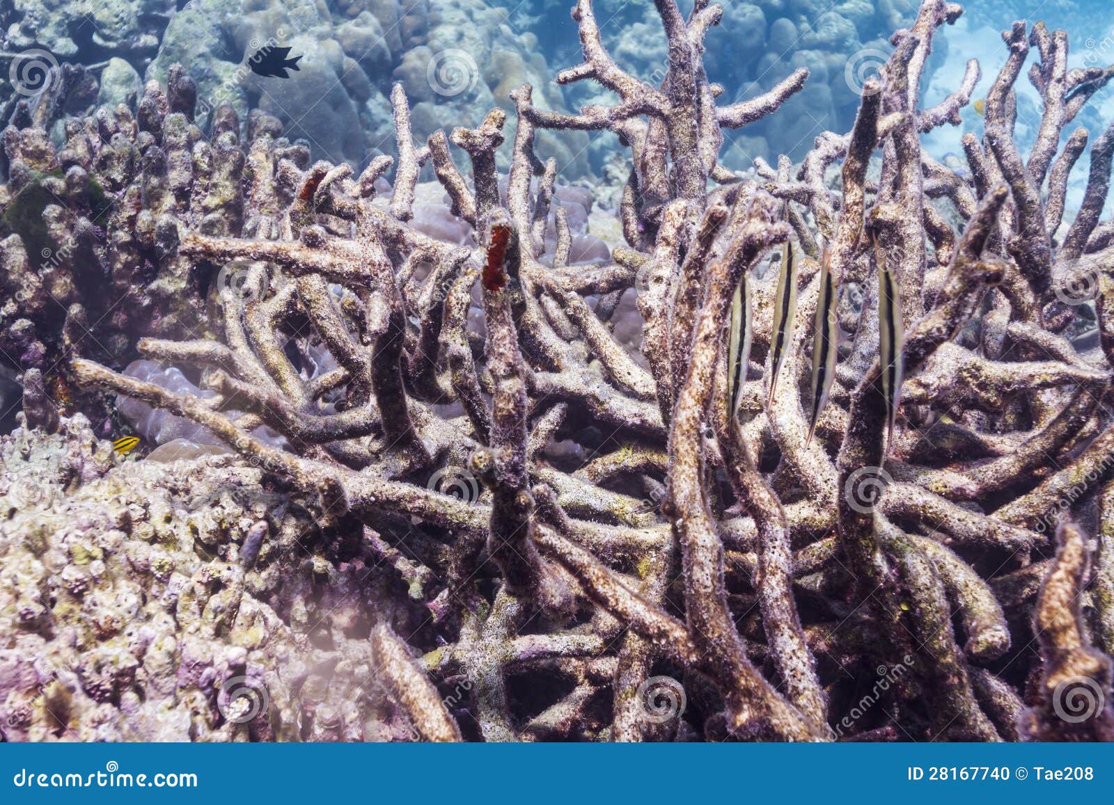 Razorfish En La Isla De Surin Foto de archivo - Imagen de animal, raya ...