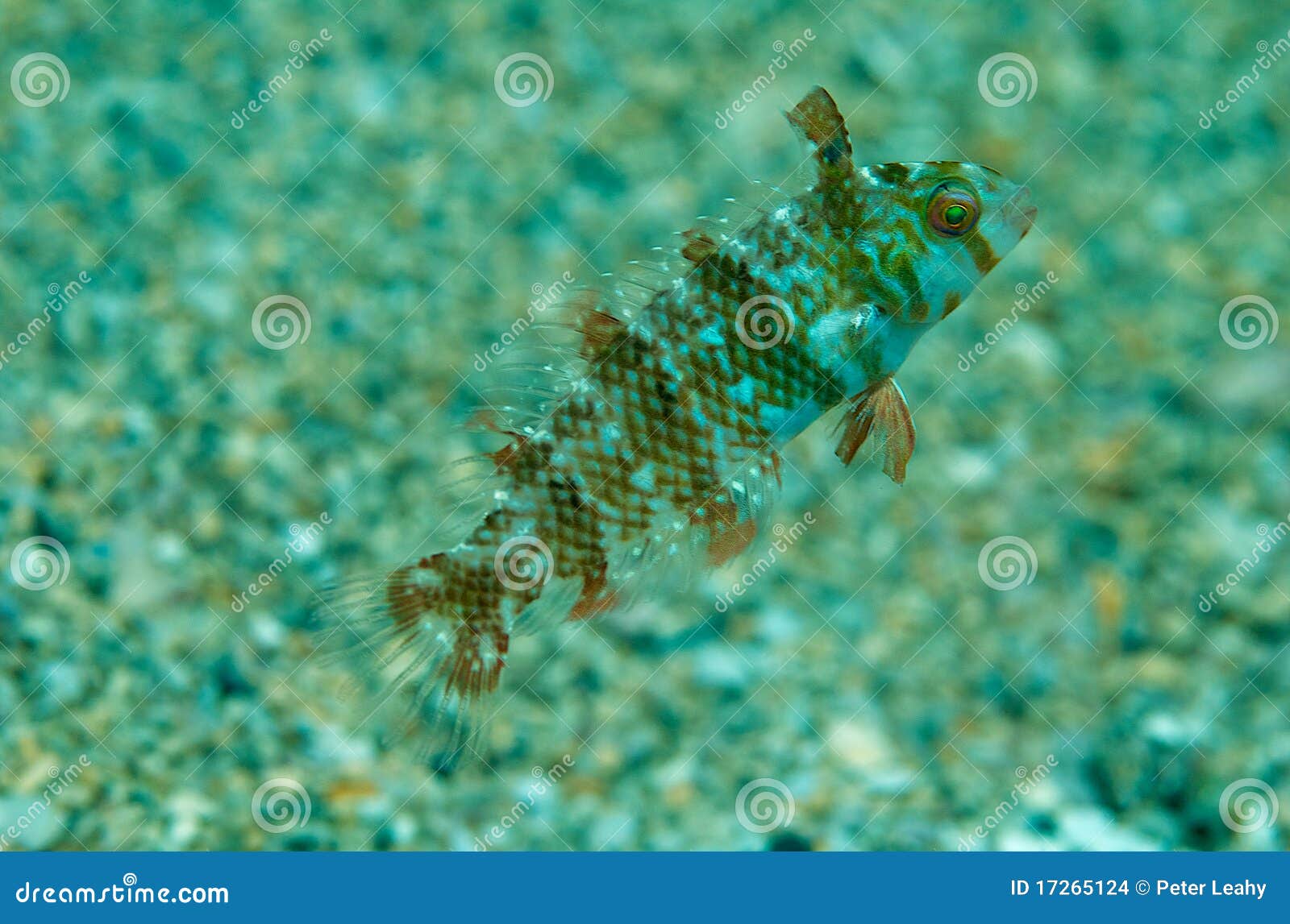 Razorfish vert photo stock. Image du pagre, récif, jeune - 17265124