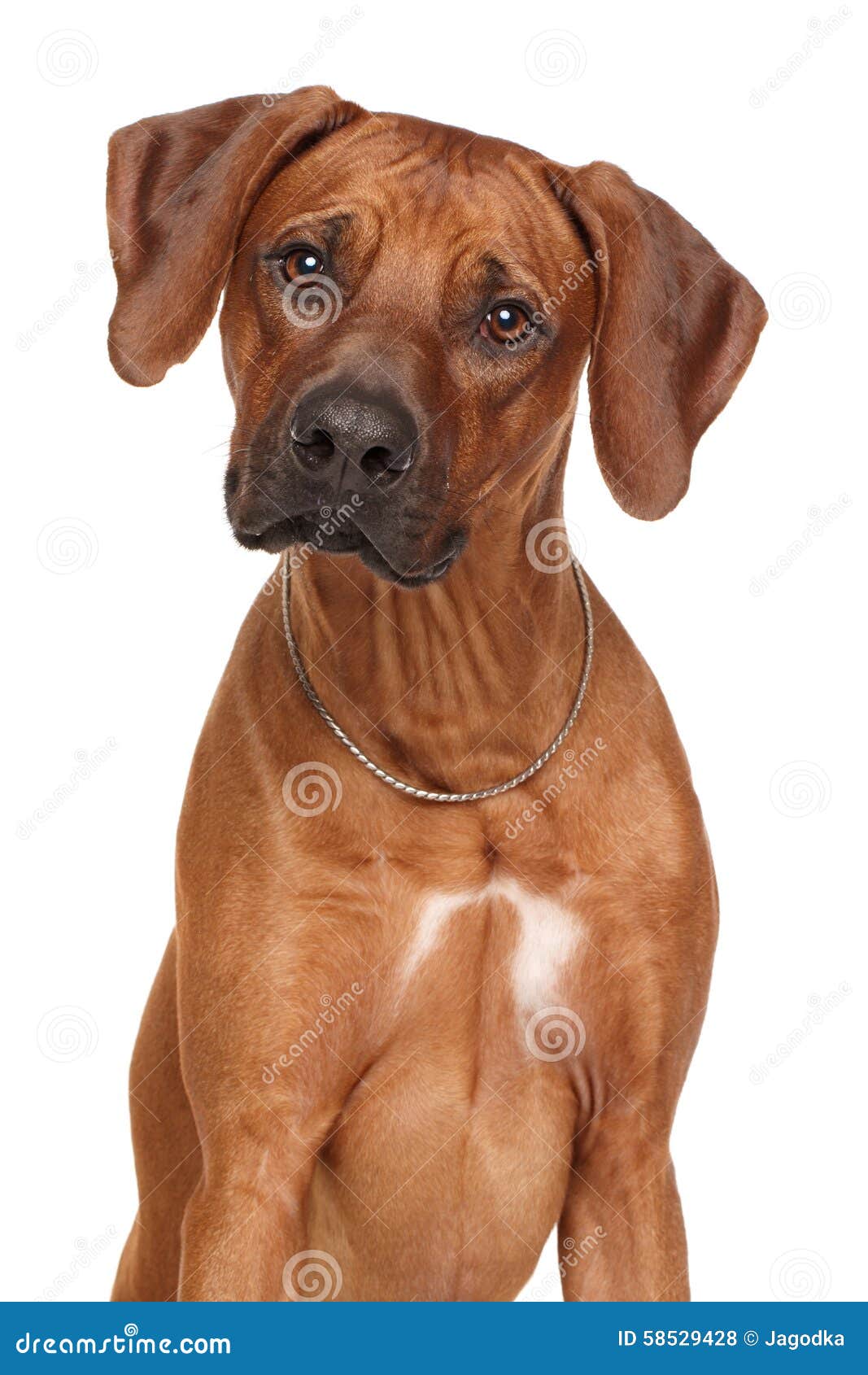 Razza Del Cane Di Rhodesian Ridgeback Fotografia Stock - Immagine di ...