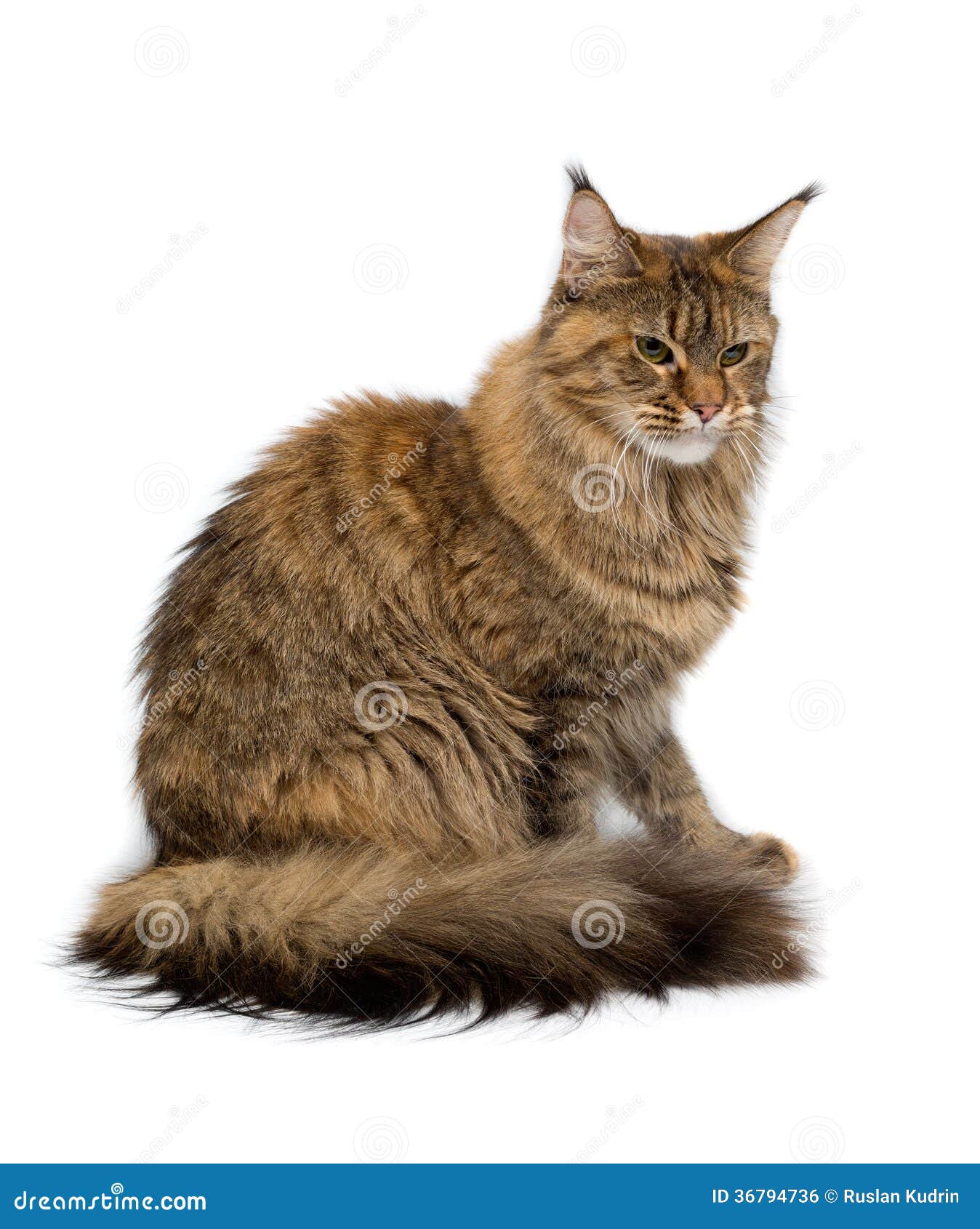 Razza Maine Coon Del Gatto Che Si Siede Imperiously. Fotografia Stock ...