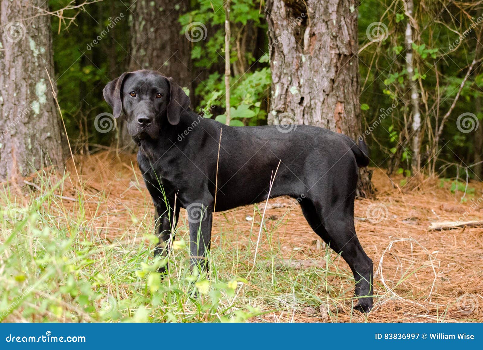 Razza Mista Del Segugio Nero Di Labrador Immagine Stock - Immagine di ...