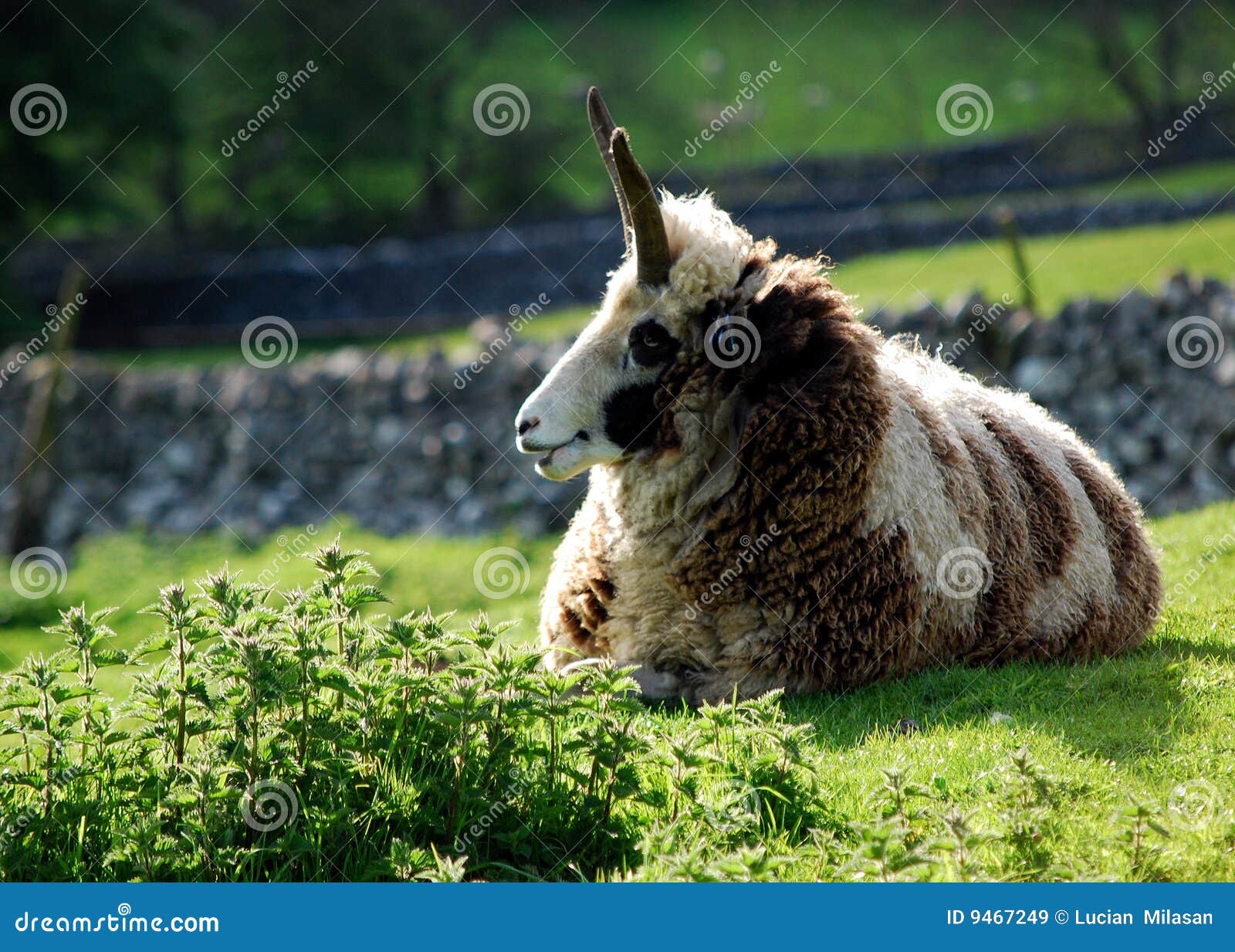 Razza rara delle pecore immagine stock. Immagine di animale - 9467249