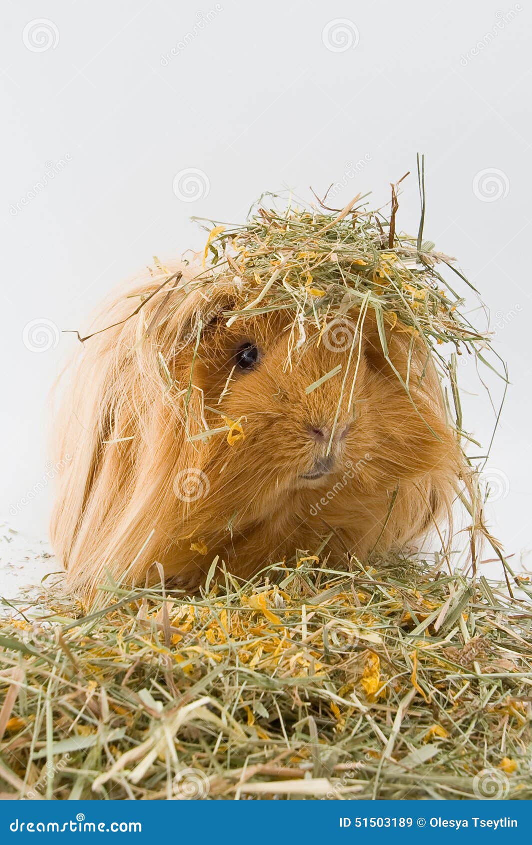 Razza Sheltie Della Cavia Nel Fieno Immagine Stock - Immagine di ...