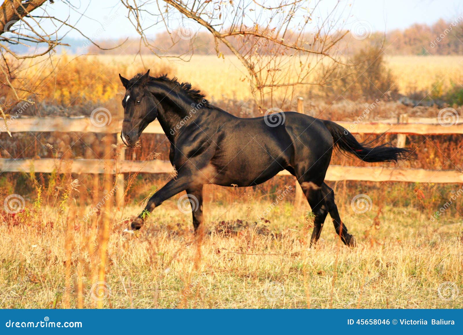 Razza Ucraina Del Cavallo Dello Stallone Fotografia Stock - Immagine di ...