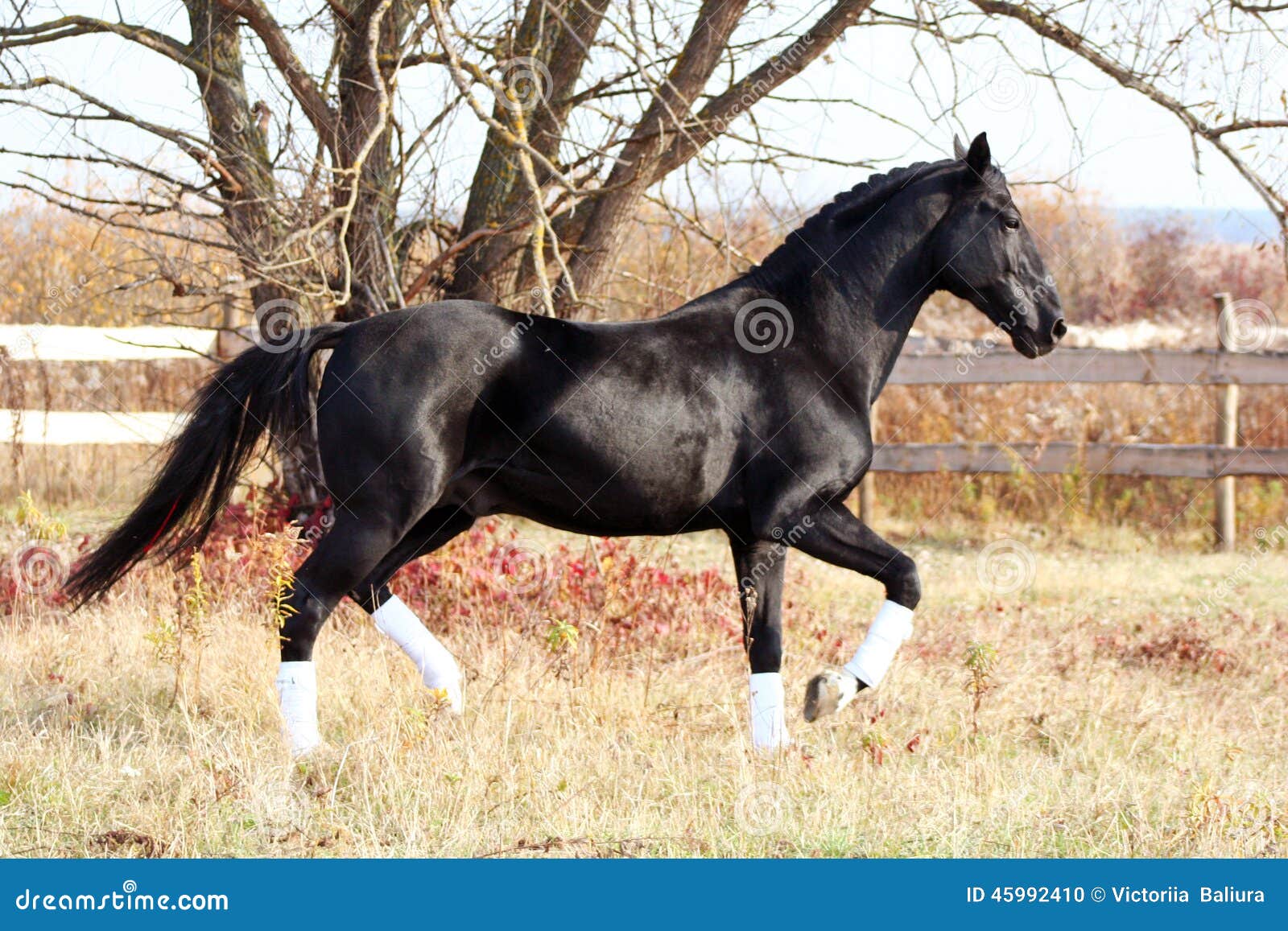 Razza Ucraina Del Cavallo Dello Stallone Fotografia Stock - Immagine di ...