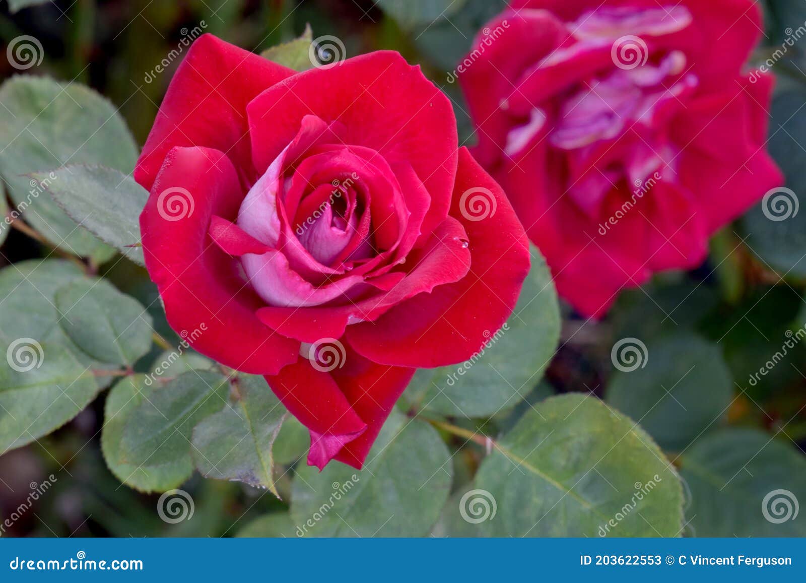 Razzle Dazzle Red Rose Face 01 Stock Image - Image of leaf, variety ...