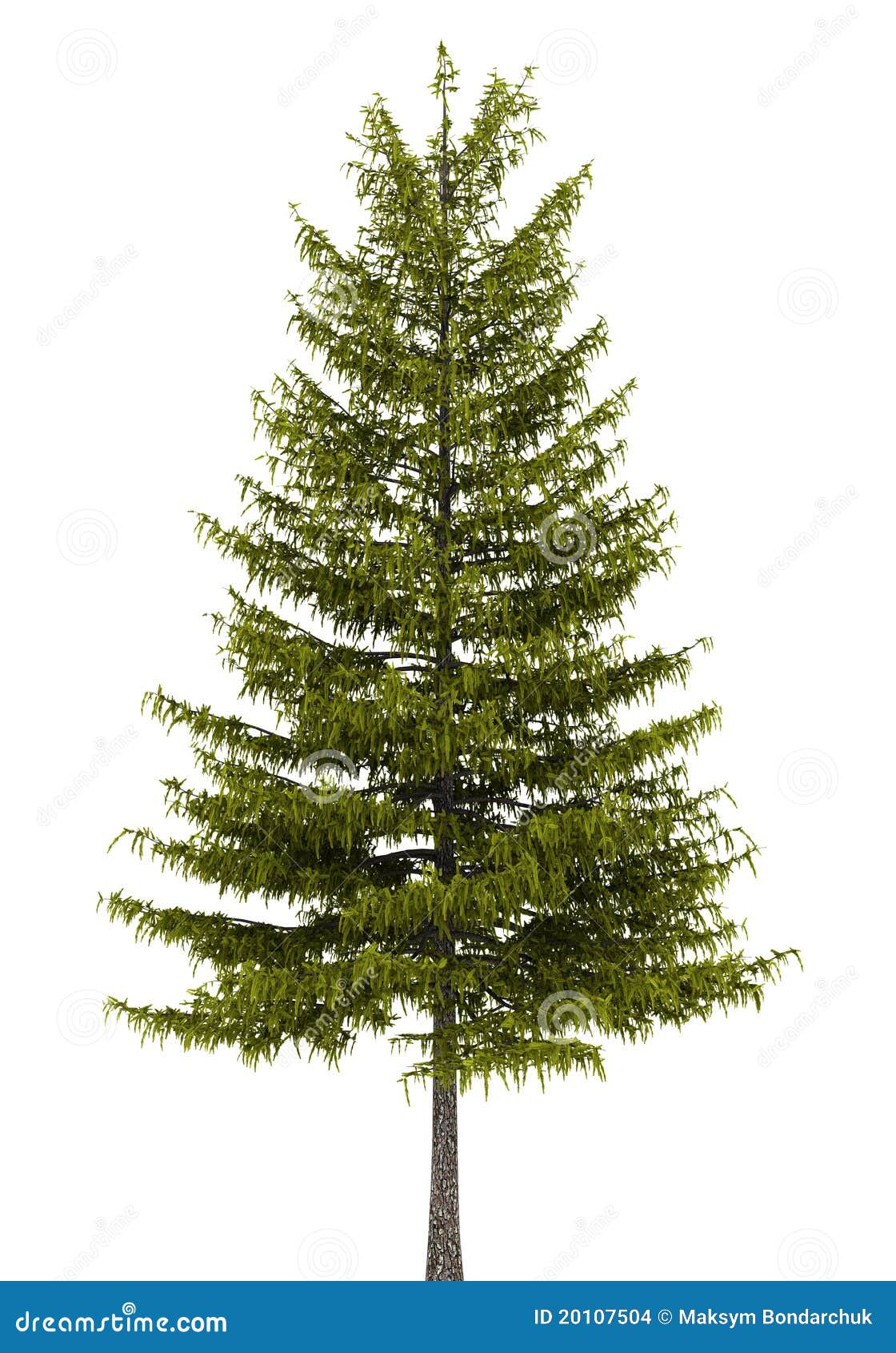 Árbol De Alerce Europeo Aislado En Blanco Imagenes de archivo - Imagen ...