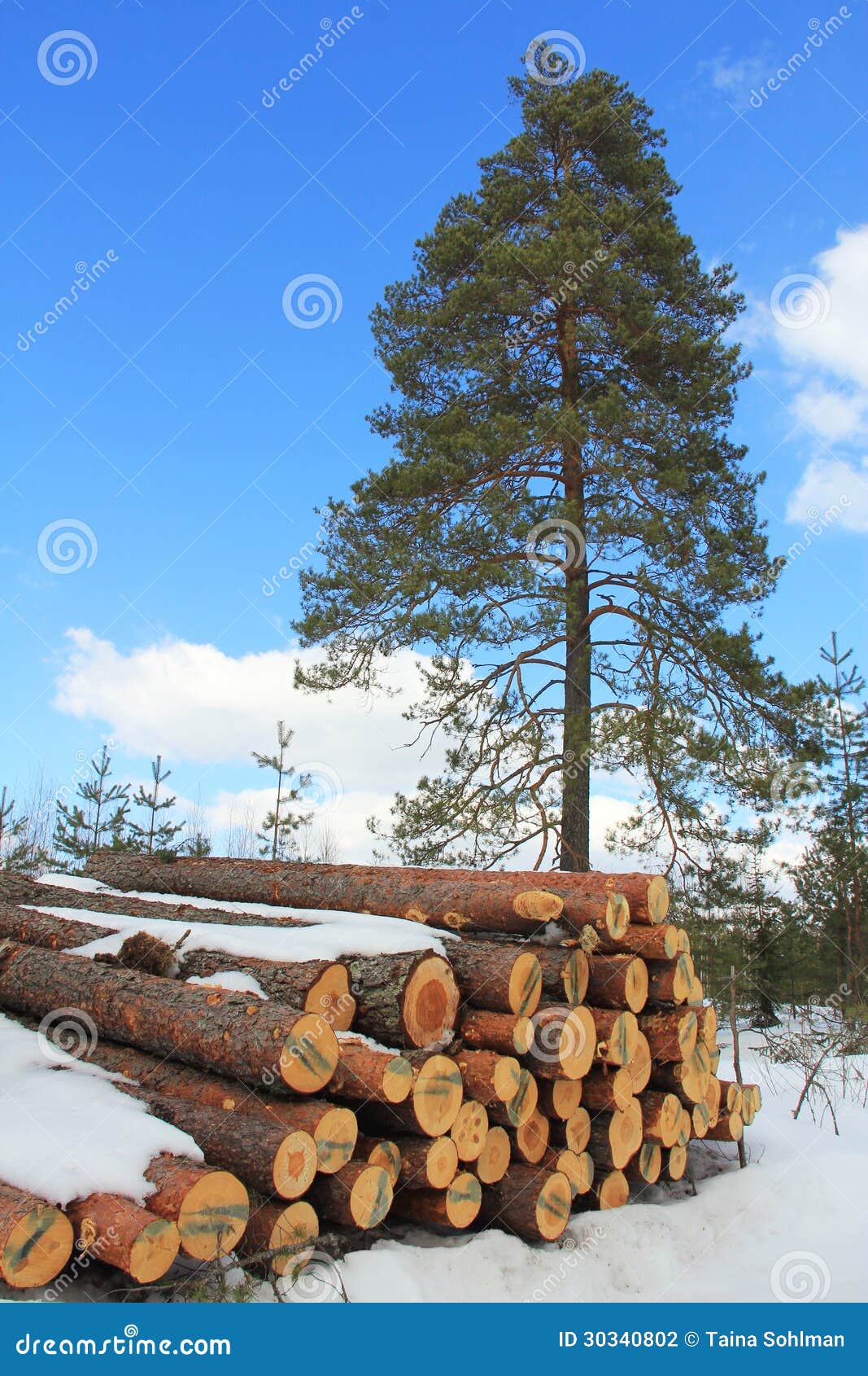 Árbol De Pino De Madera Y Creciente Fotografía de archivo - Imagen ...