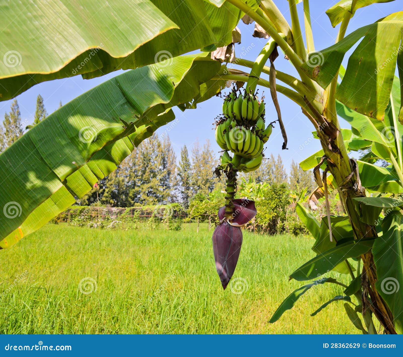 Árbol De Plátano Imágenes de archivo libres de regalías - Imagen: 28362629