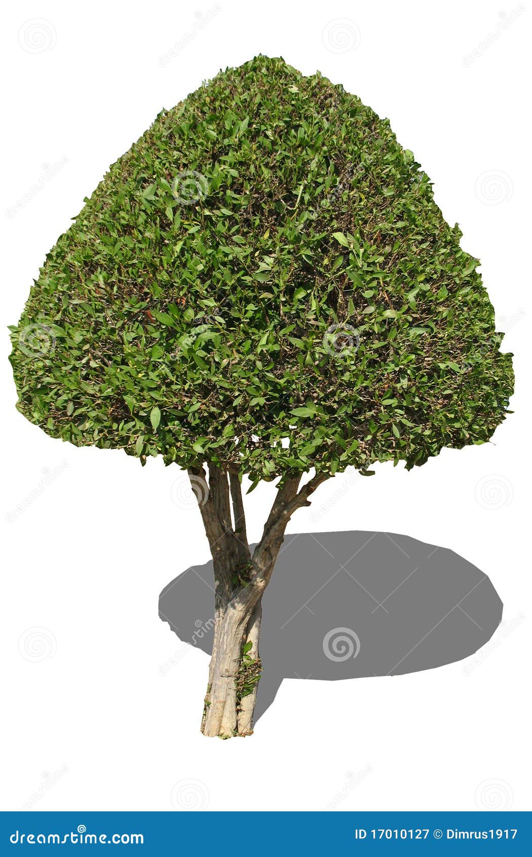 Árbol Del Laurel Fotografía de archivo libre de regalías - Imagen: 17010127