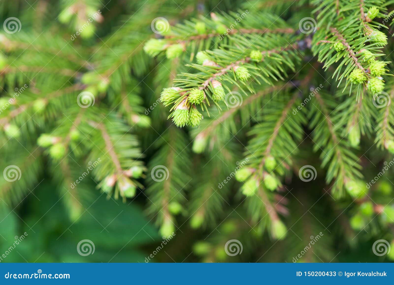 ?rbol spruce joven imagen de archivo. Imagen de flora - 150200433