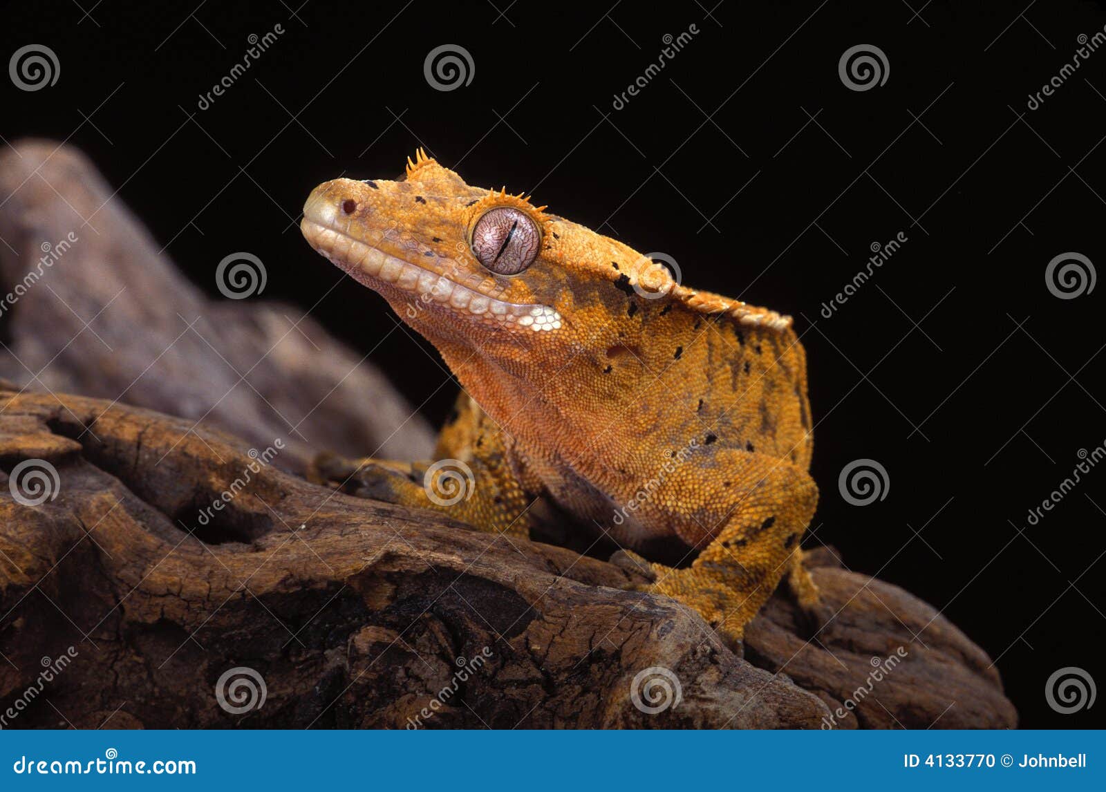 RE Crested Gecko (Rhacodactylus Ciliatus) Stock Photo - Image of gecko ...