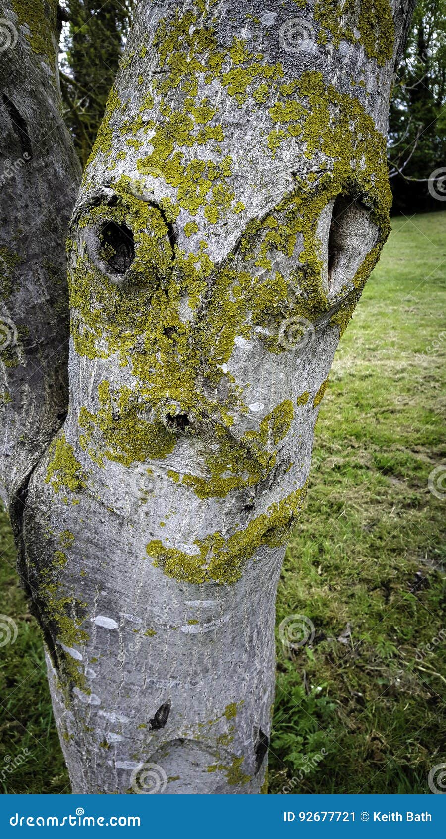 We`re here... stock image. Image of eyes, tree, large - 92677721