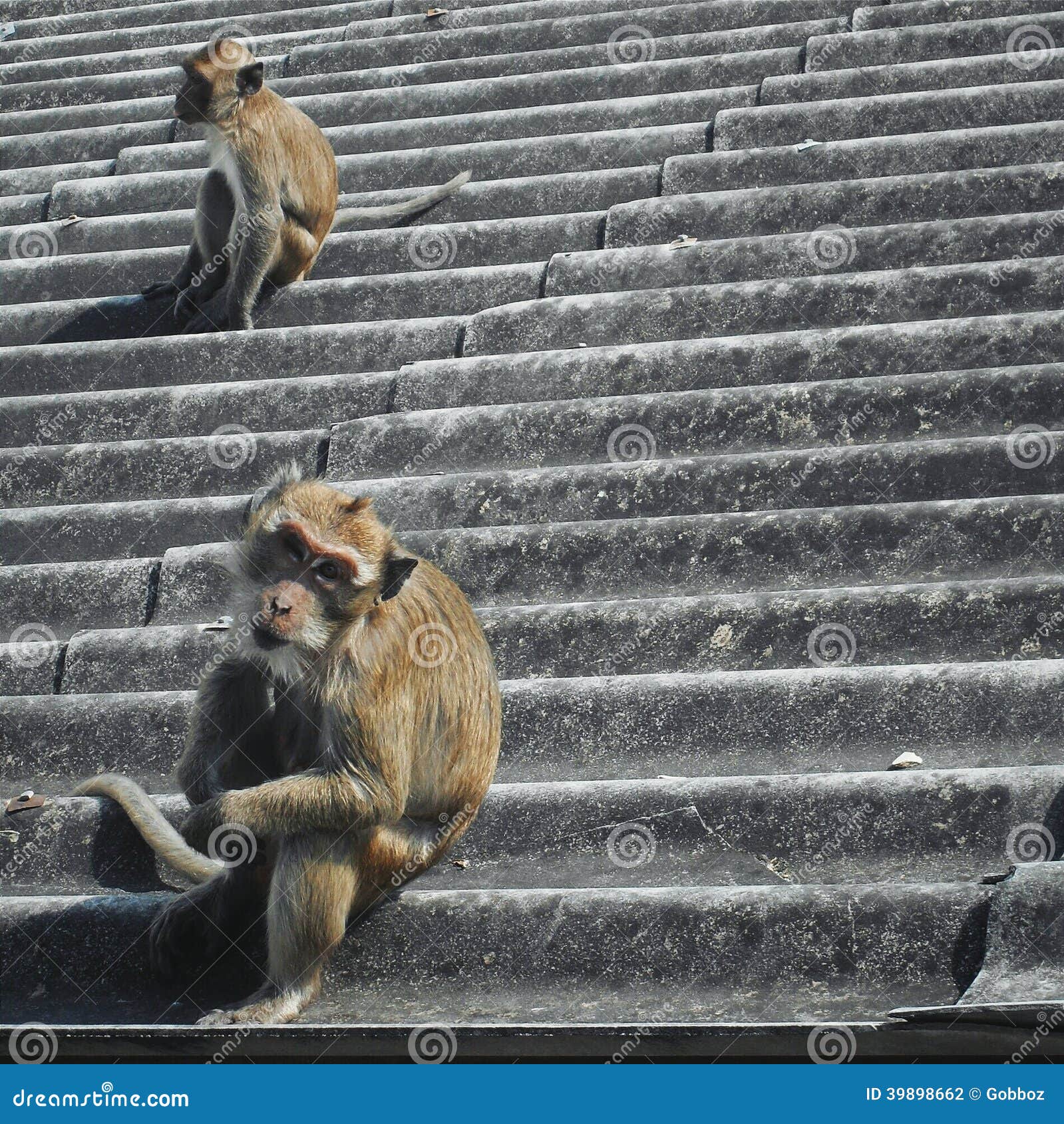 We re perfect strangers stock photo. Image of roof, stranger - 39898662
