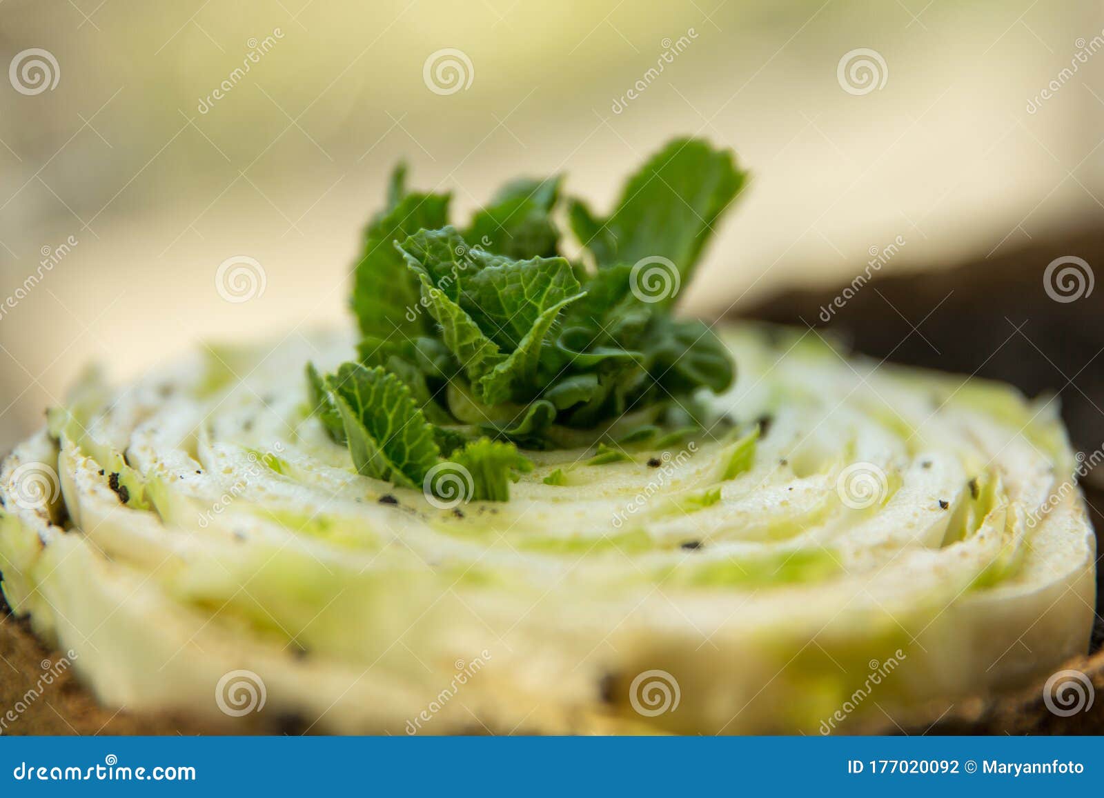 Re-seedling of Beijing Cabbage in Peat Containers Stock Photo - Image ...