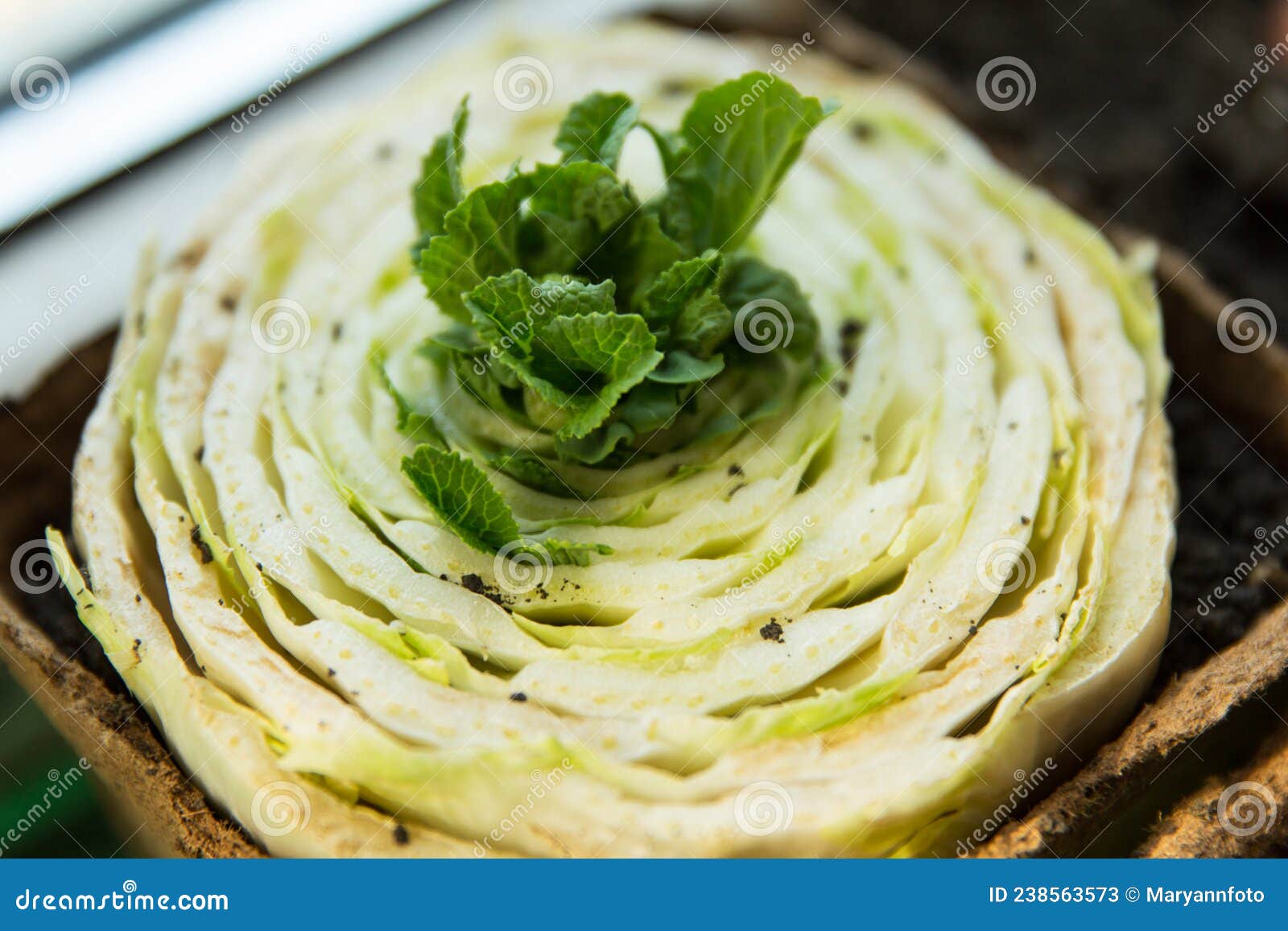 Re-seedling of Beijing Cabbage in Peat Containers Stock Image - Image ...