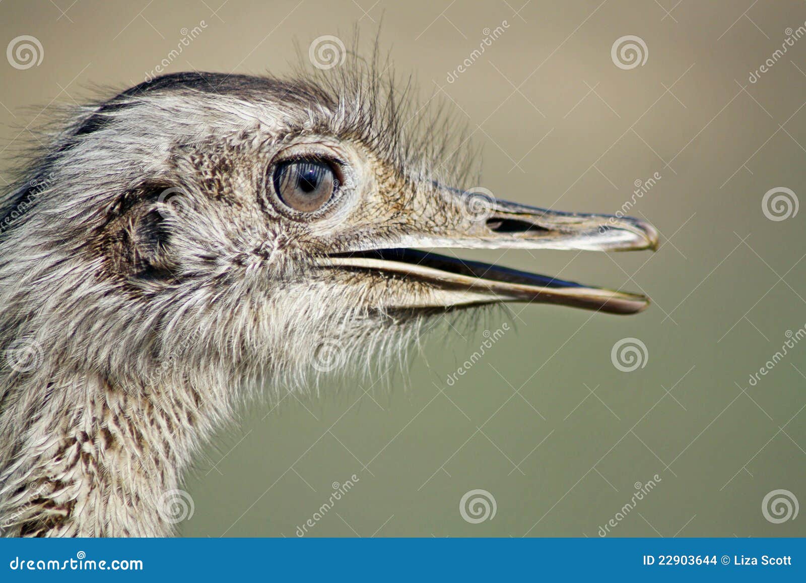 Rea bird stock photo. Image of mouth, endangered, nature - 22903644