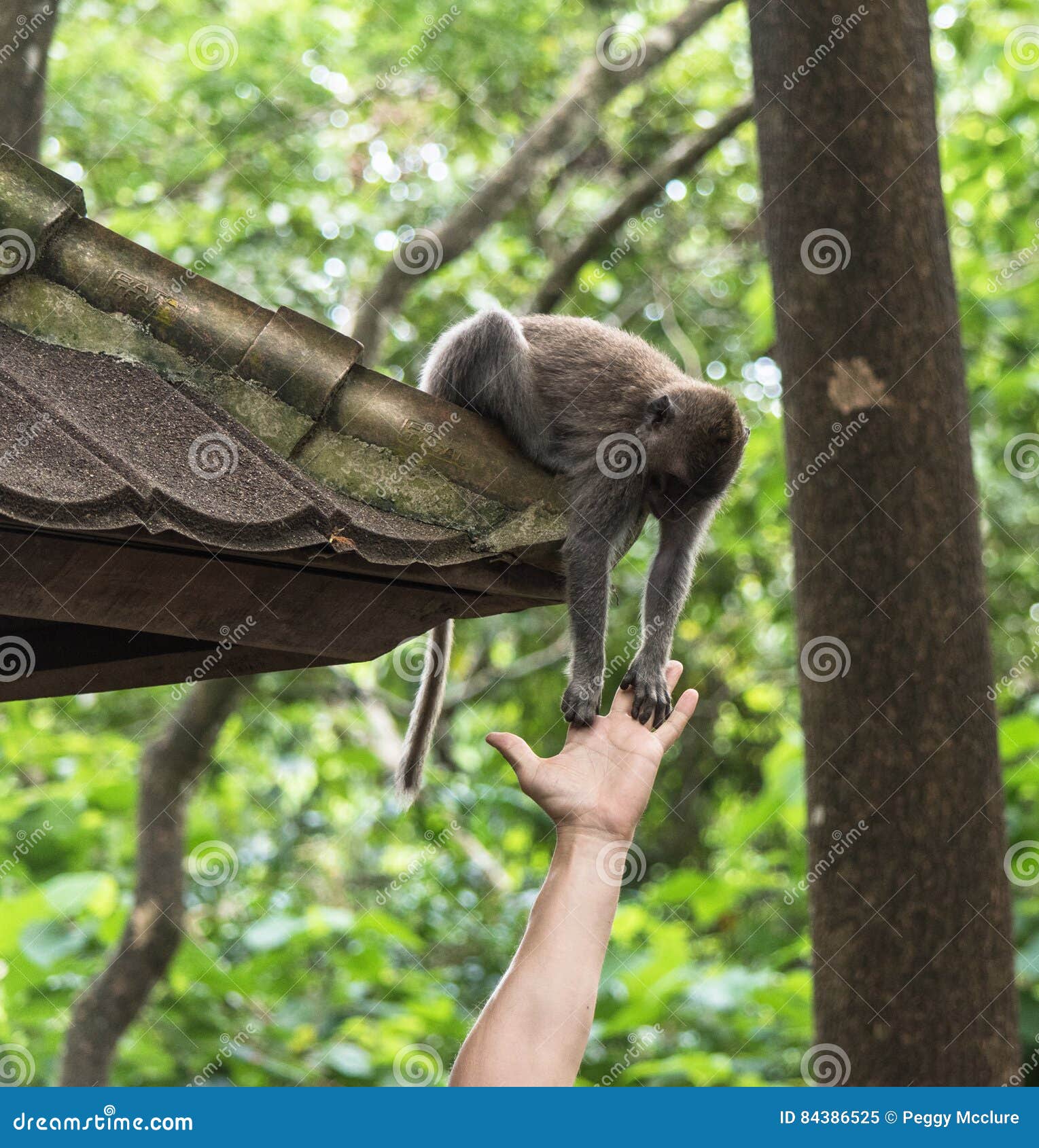 Reach Out stock image. Image of young, ubud, rhesas, adult - 84386525