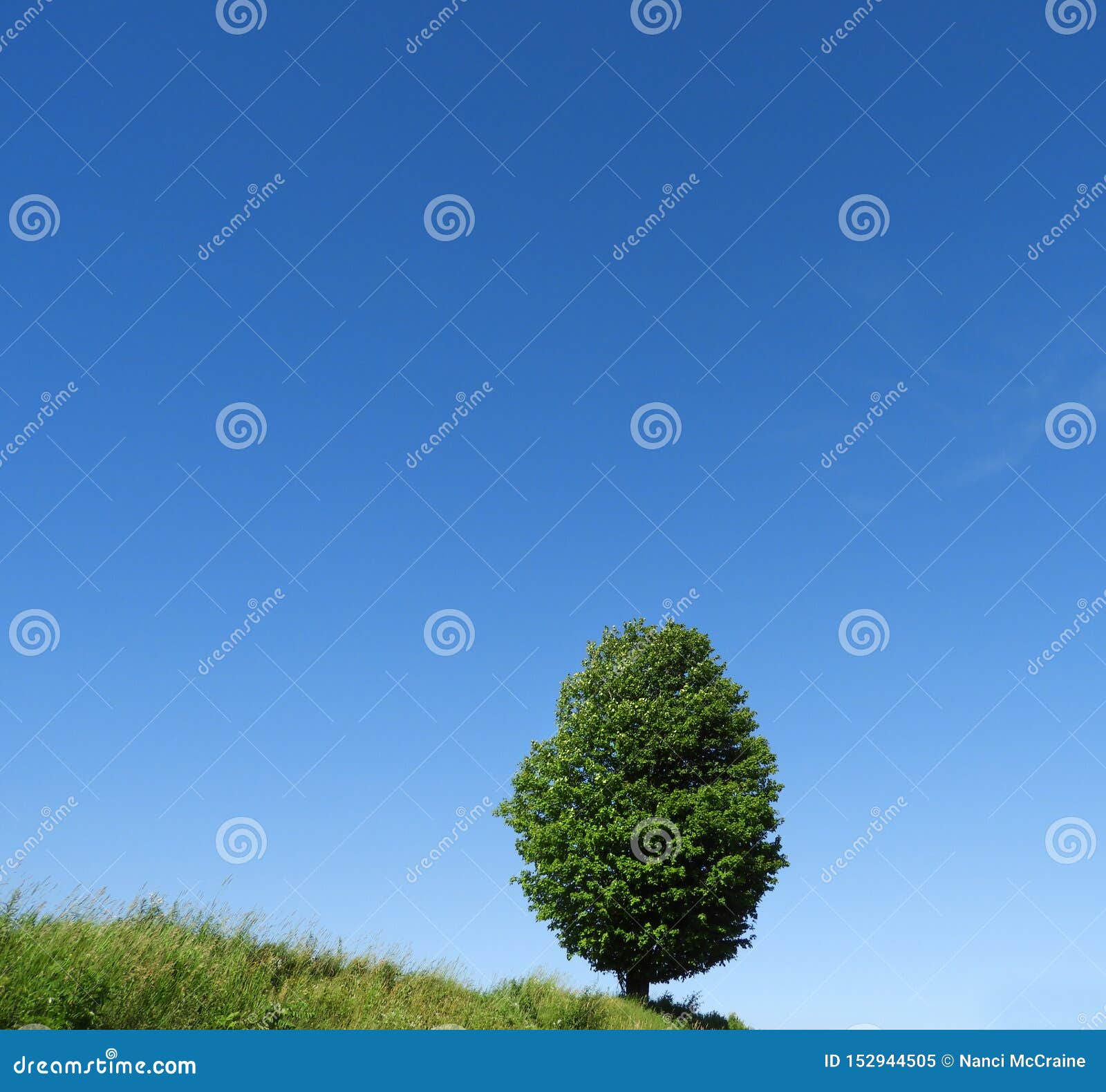 Lone Single Maple Tree in Hilly Field Under Blue Sky Stock Image ...