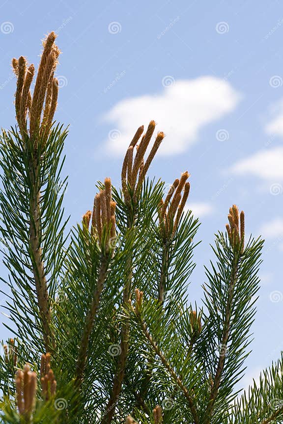 Reaching stock image. Image of skyward, upright, cones - 14249395