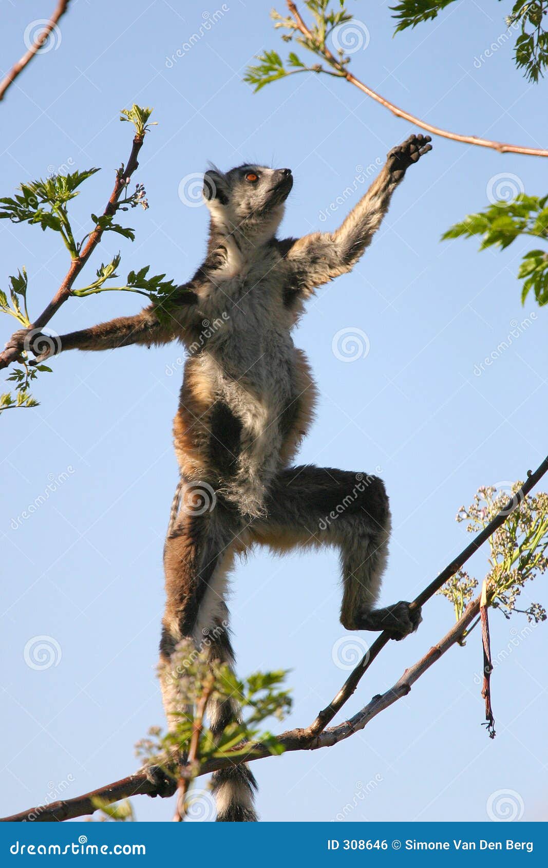 Reaching out stock photo. Image of wilderness, animal, animals - 308646