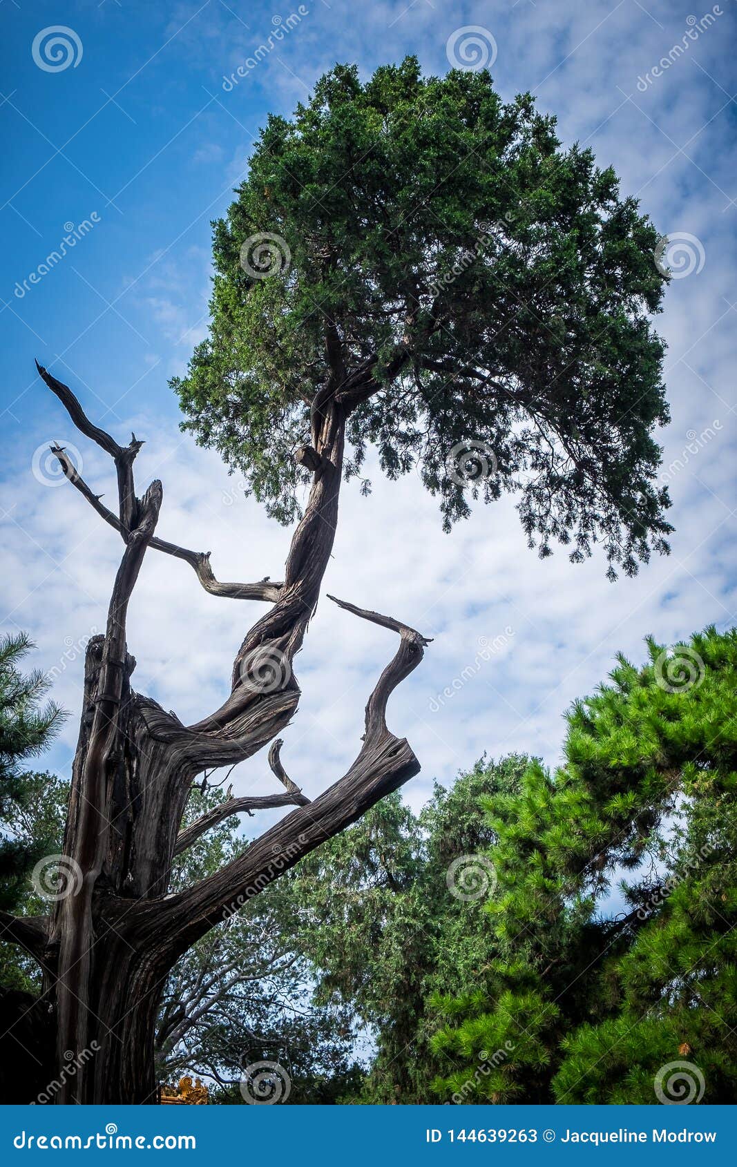 Tree with Interesting Warped Bare Branches Against a Blue Sky with ...
