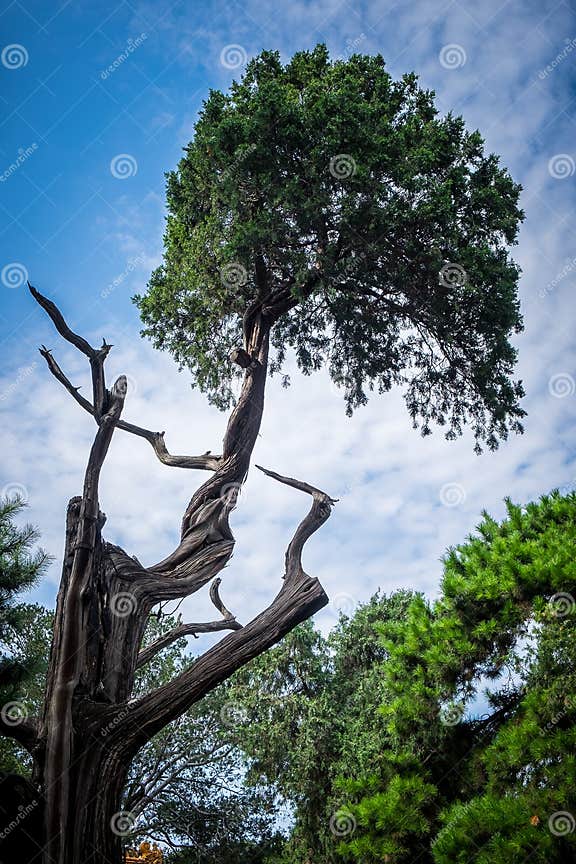 Tree with Interesting Warped Bare Branches Against a Blue Sky with ...
