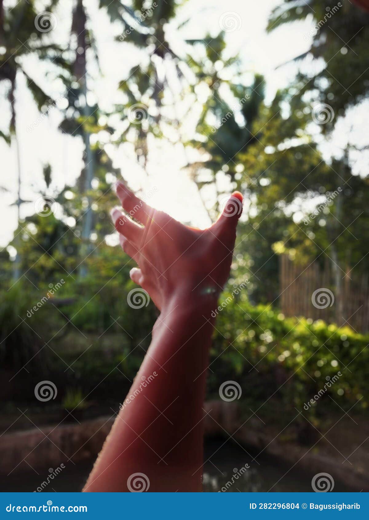 Reaching for the Sun that is the Hope for Tomorrow Stock Photo - Image ...