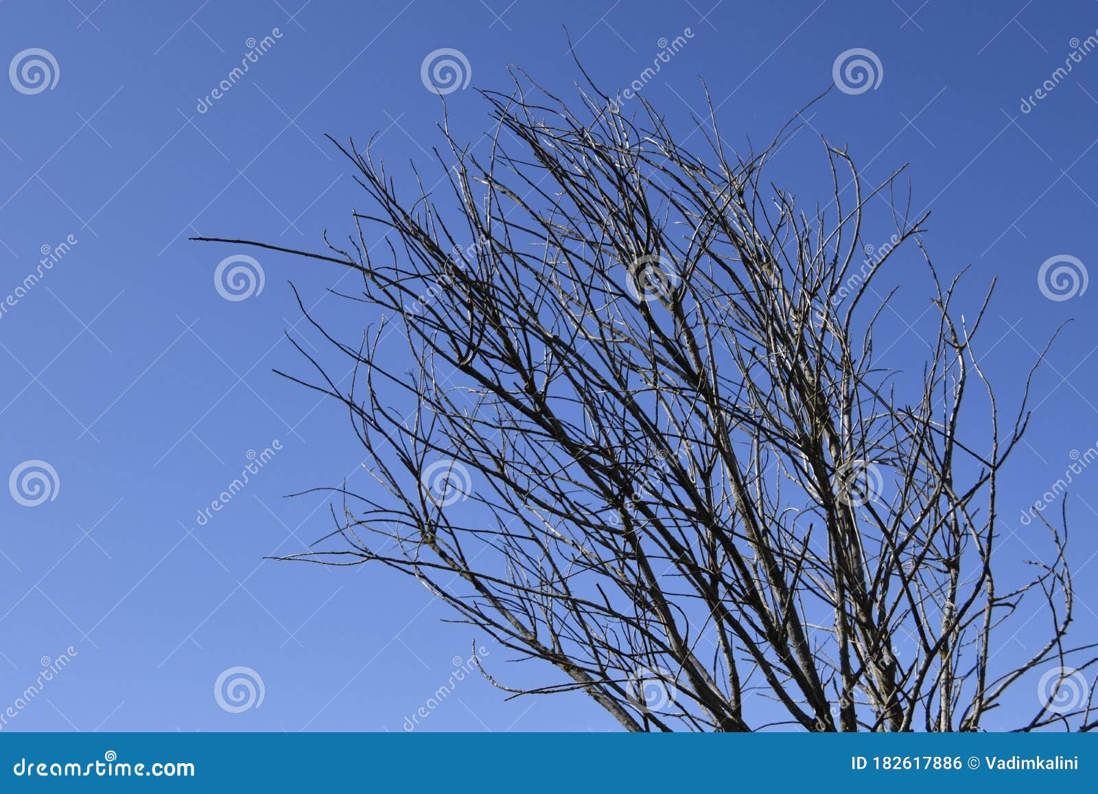 Tree Branches on a Sky Background. Stock Photo - Image of leaf, dead ...