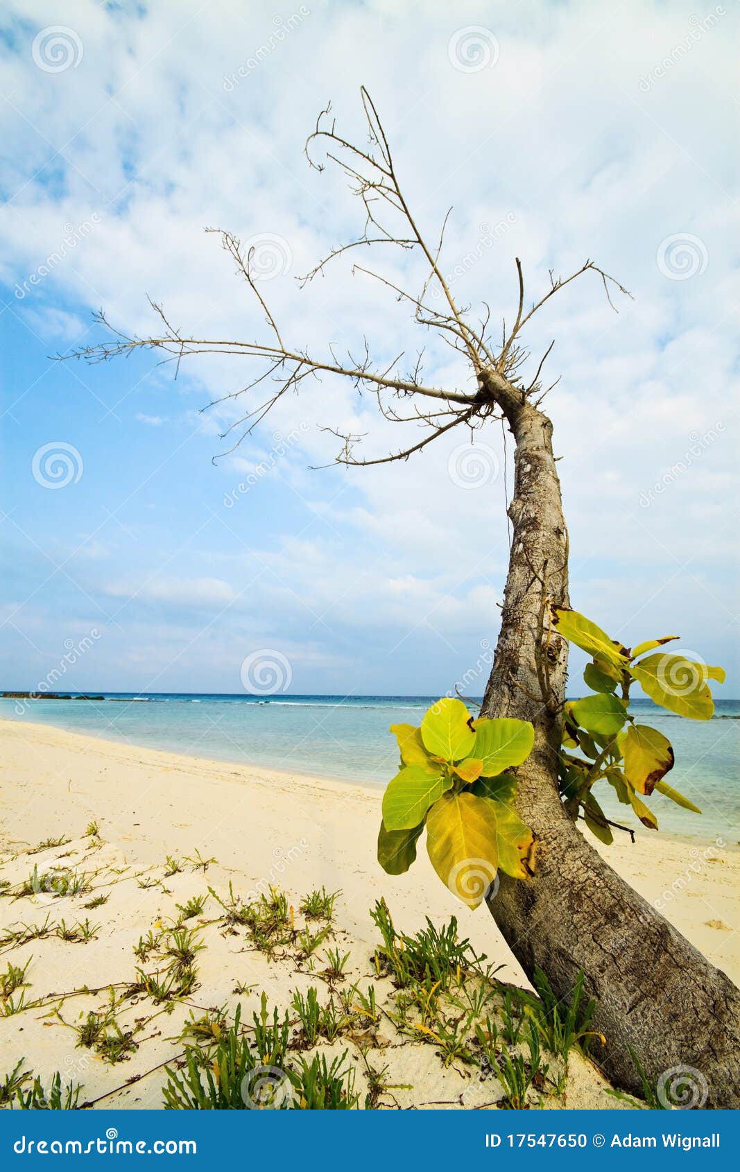 Reaching for water stock photo. Image of kuredu, reach - 17547650