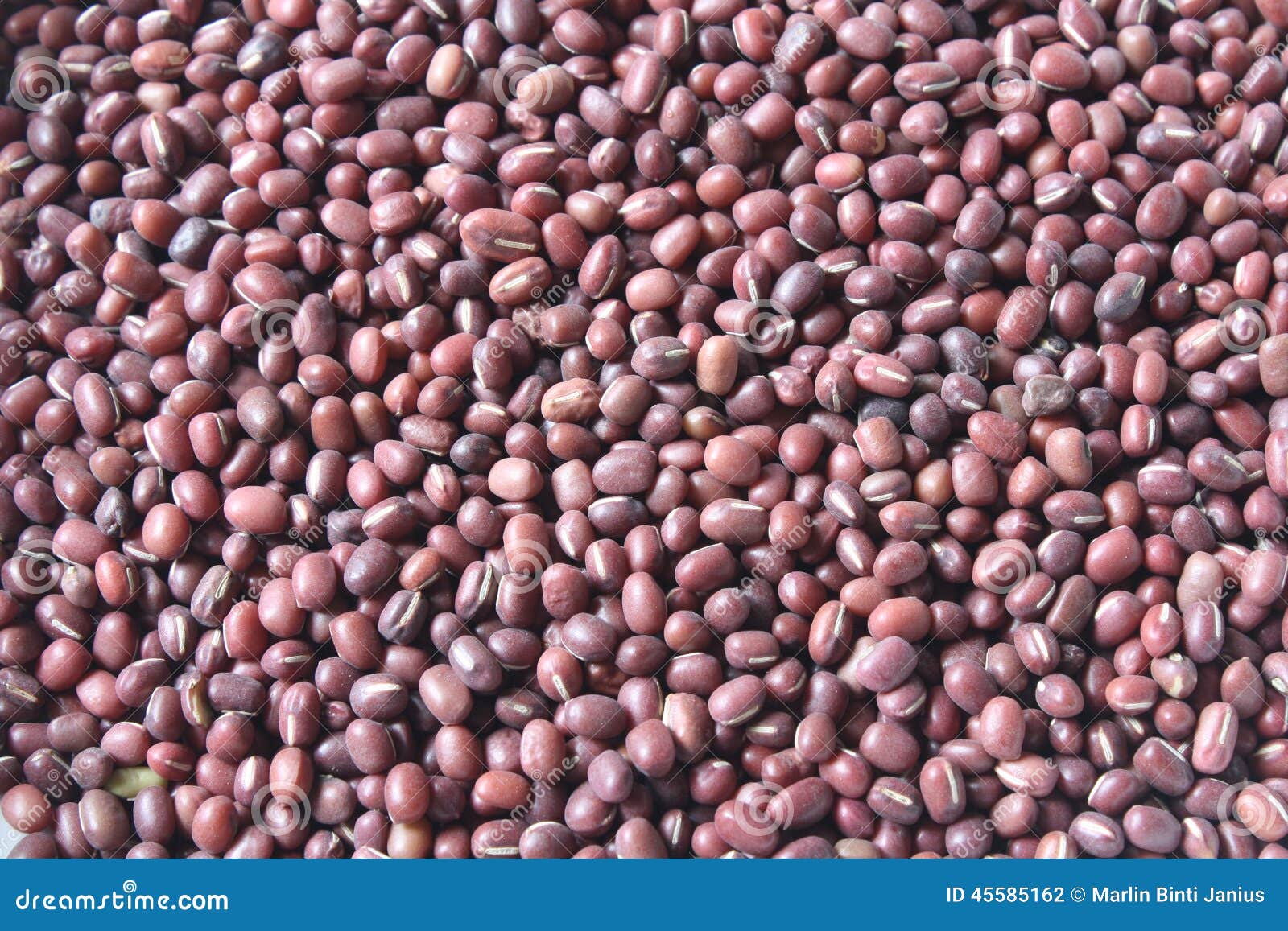 Read Bean Close up stock photo. Image of color, protein - 45585162