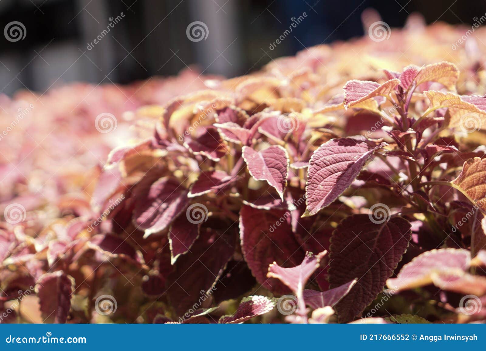 Read Leaf stock photo. Image of plant, grassy, leaves - 217666552