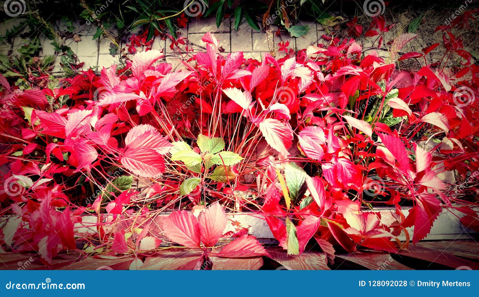 RedLeaf stock photo. Image of leaf, grows, leafs, read - 128092028