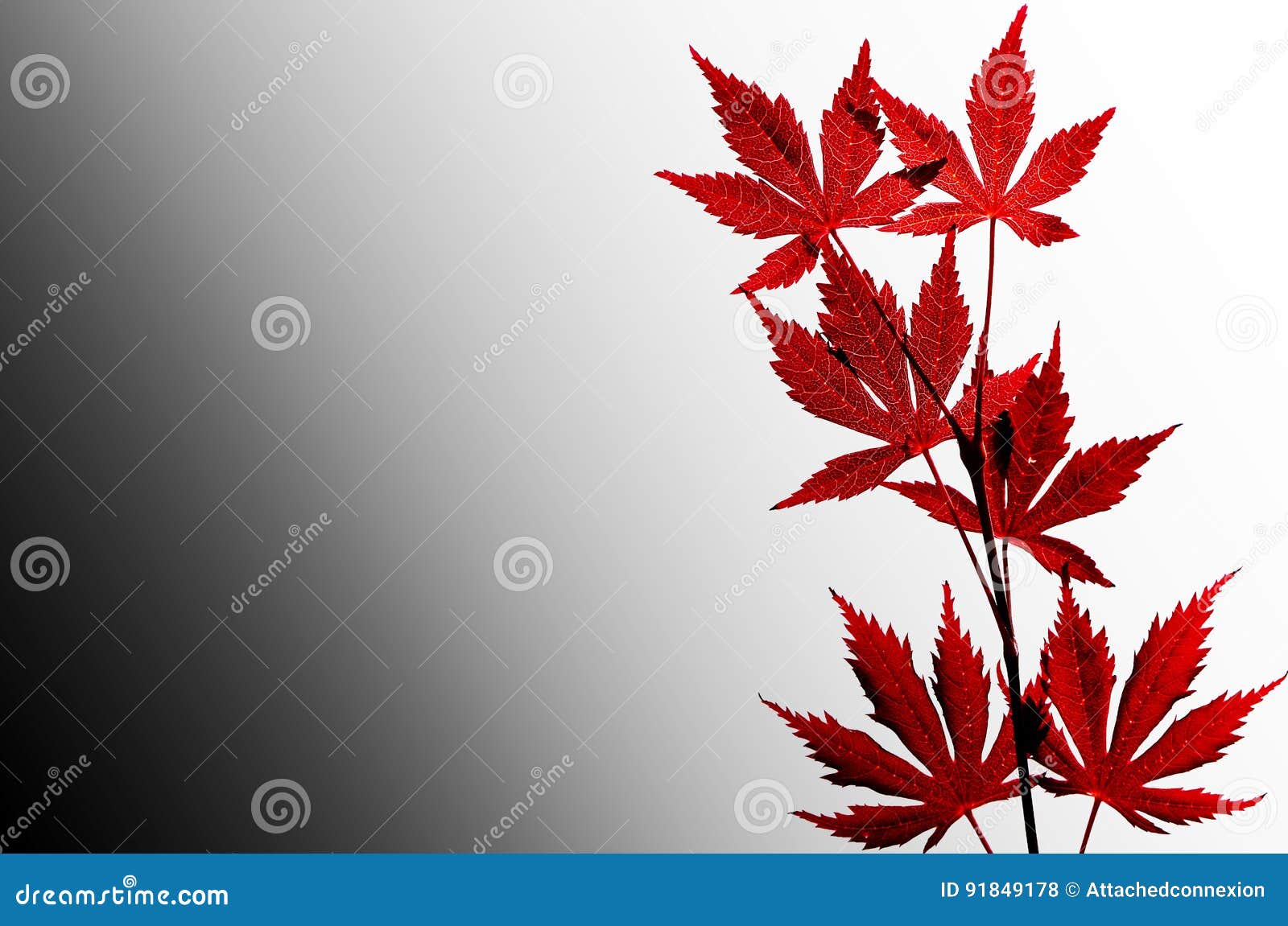 Read leaves isolated. stock photo. Image of fresh, fall - 91849178