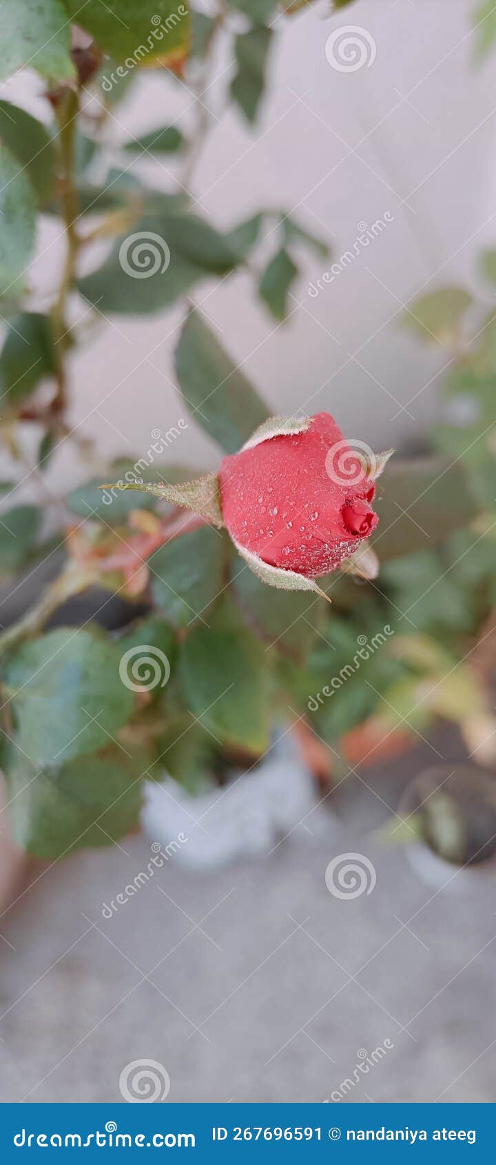 Read rose stock image. Image of green, read, natural - 267696591
