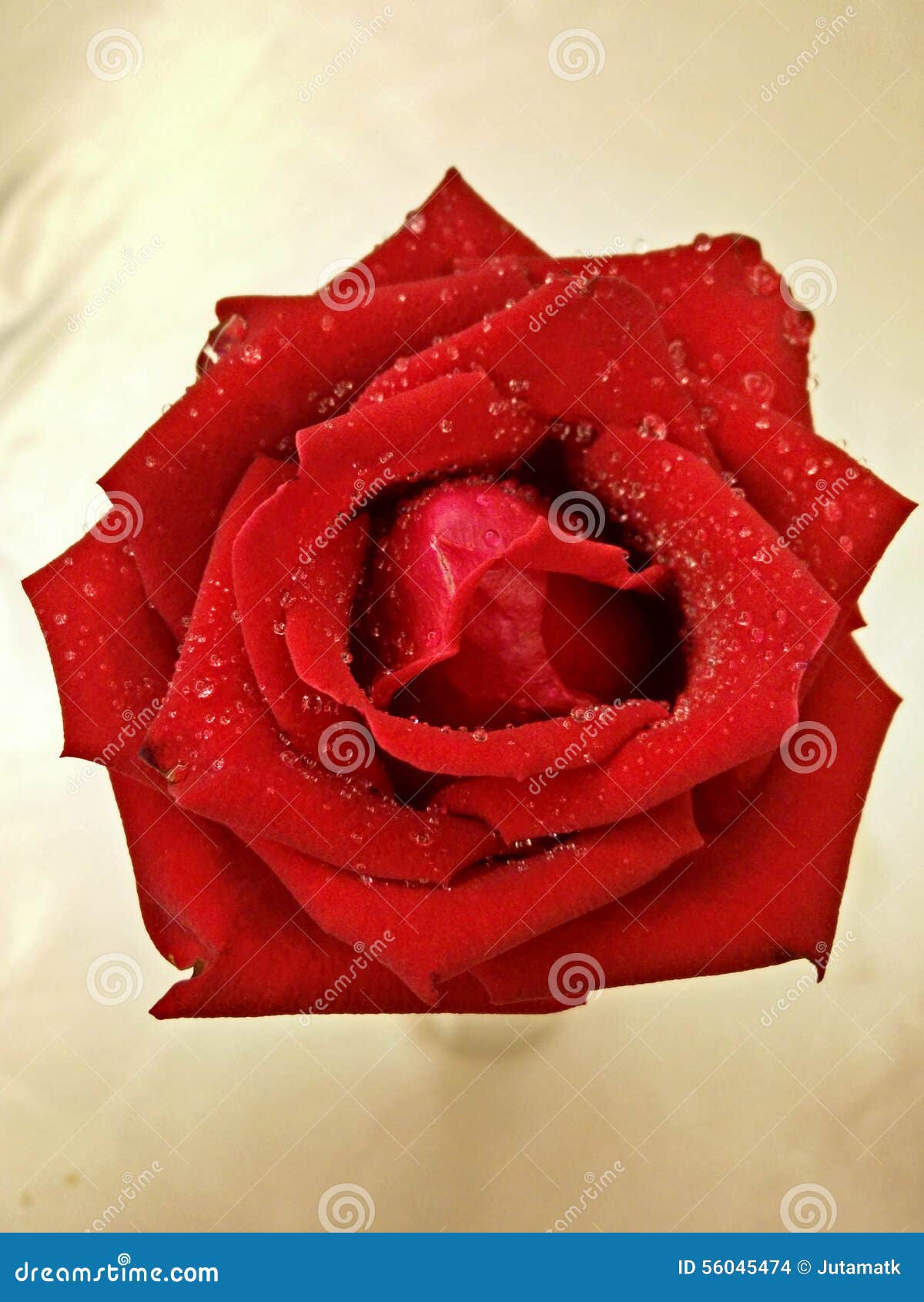 Read rose stock photo. Image of beautiful, girl, love - 56045474