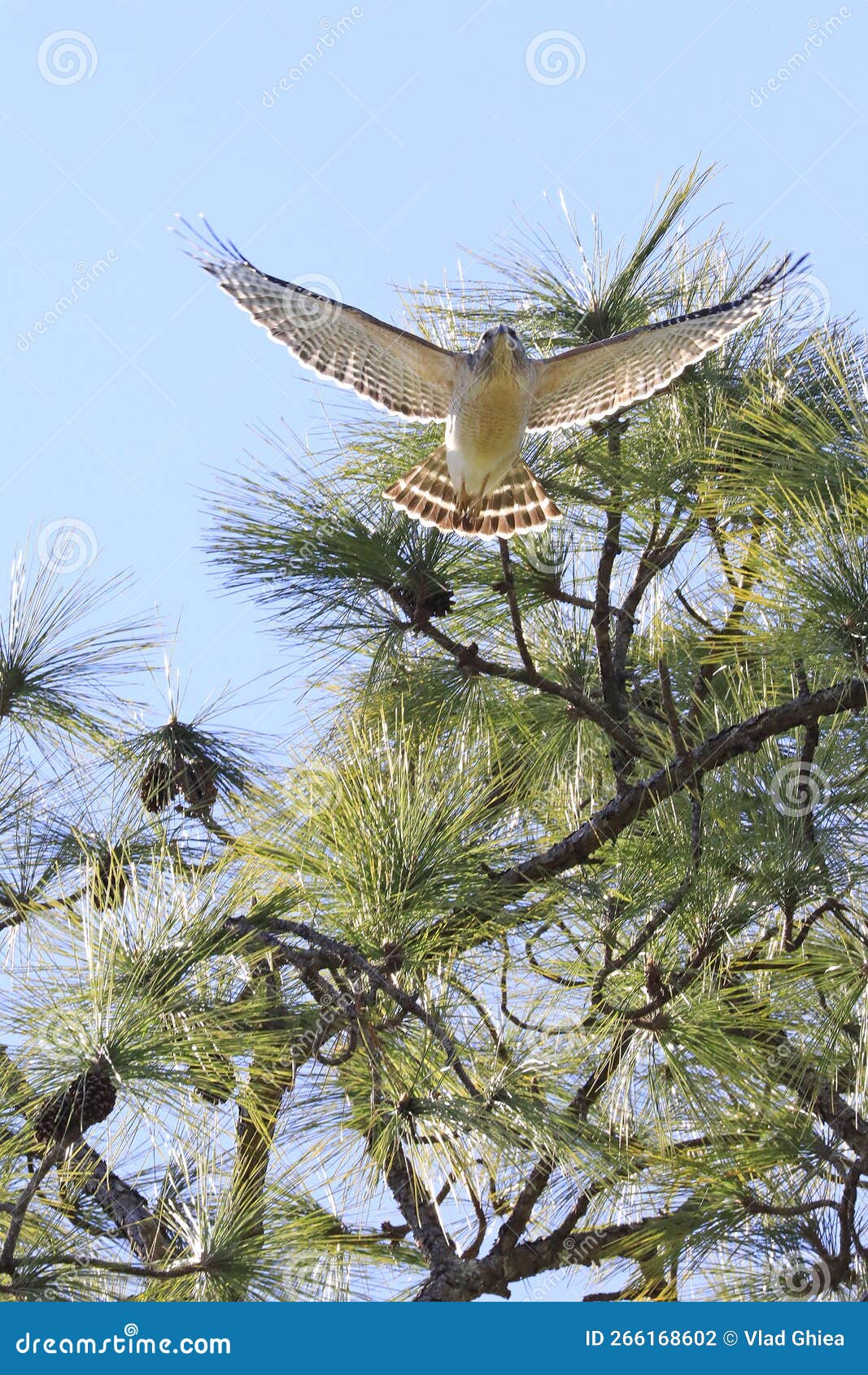 Read-shouldered Hawk Flying Over a Pine Tree Stock Photo - Image of ...