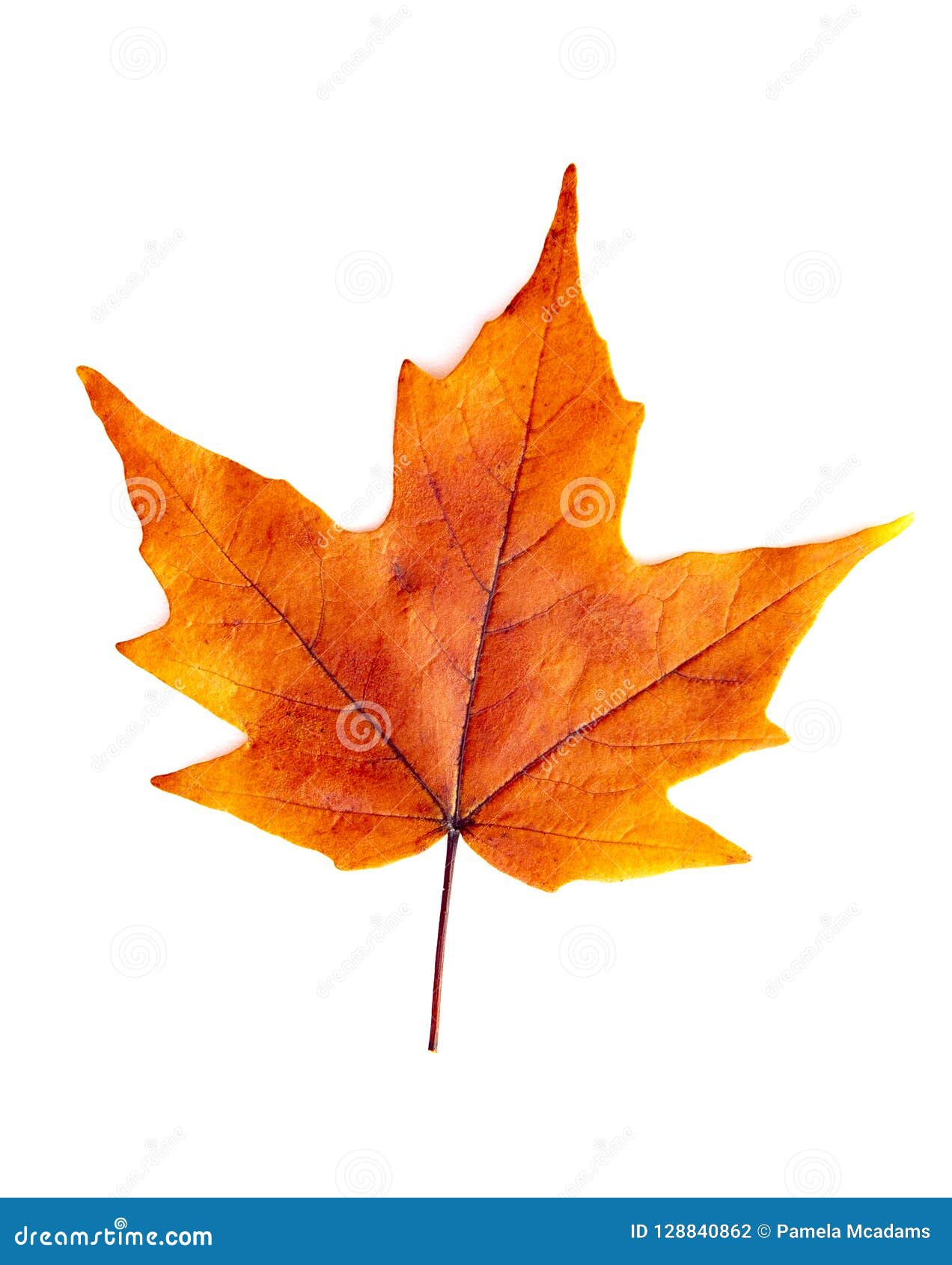 Read Single Colored Fall Leaf on a White Background Stock Photo - Image ...