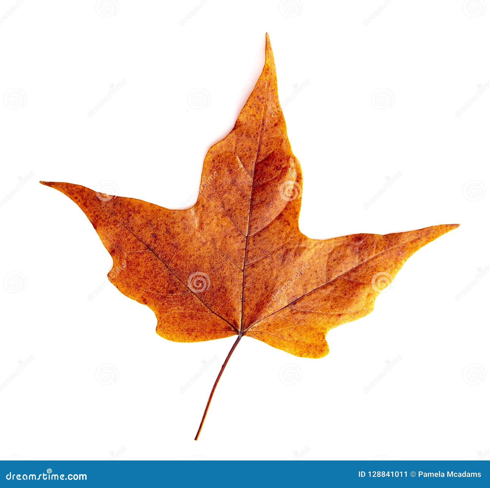 Read Single Colored Fall Leaf on a White Background Stock Image - Image ...