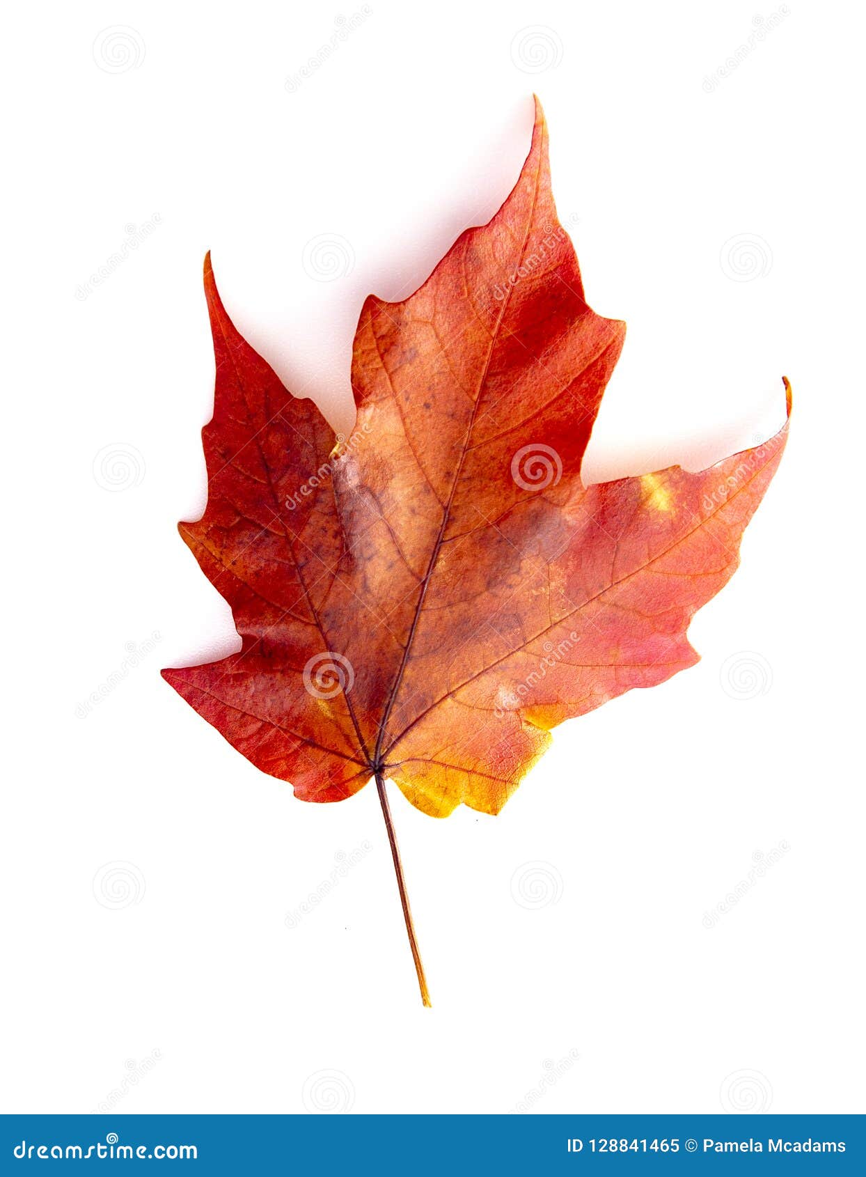 Read Single Colored Fall Leaf on a White Background Stock Image - Image ...