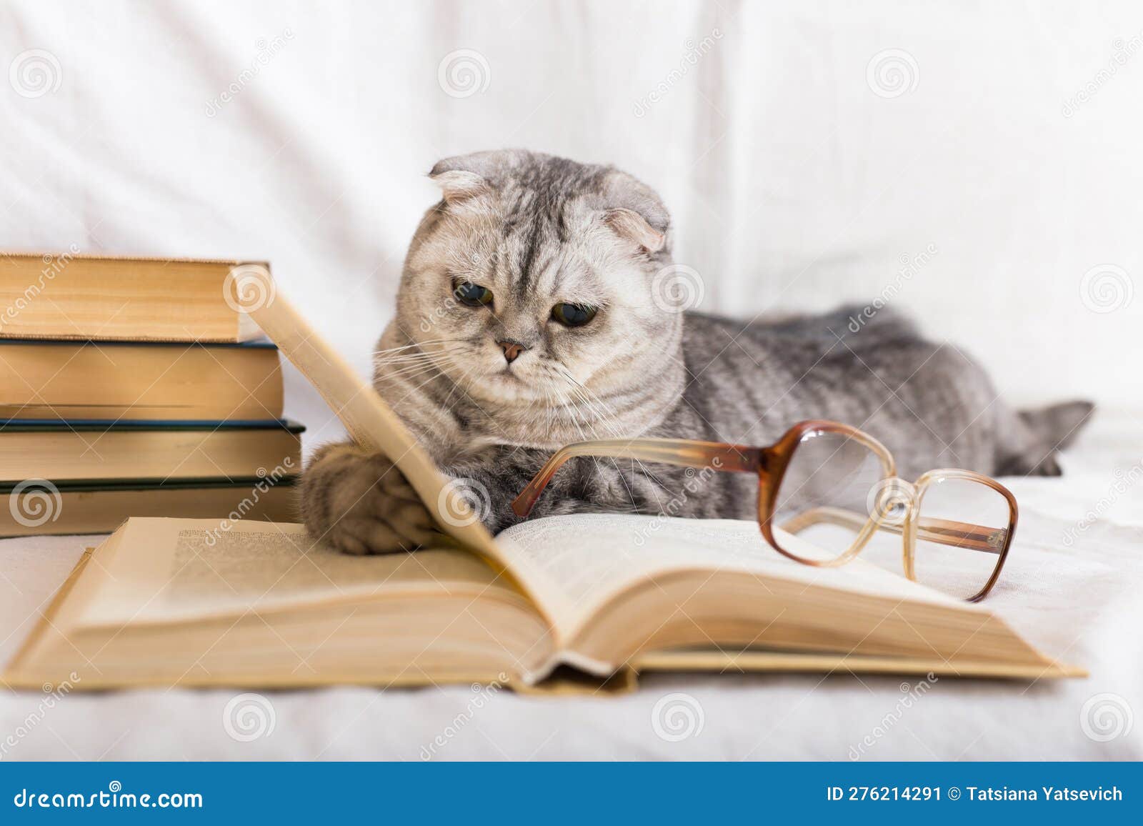Reader Cat. Curious Gray Scottish Fold Cat Lying on Open Book and ...