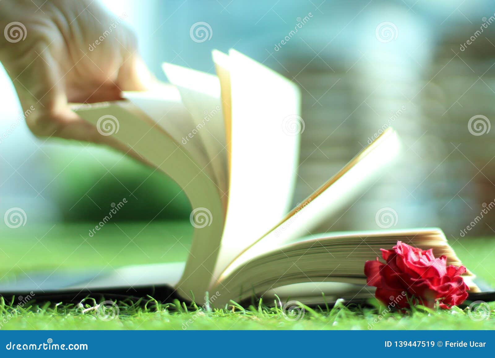 Reading a book stock image. Image of concept, daylight - 139447519