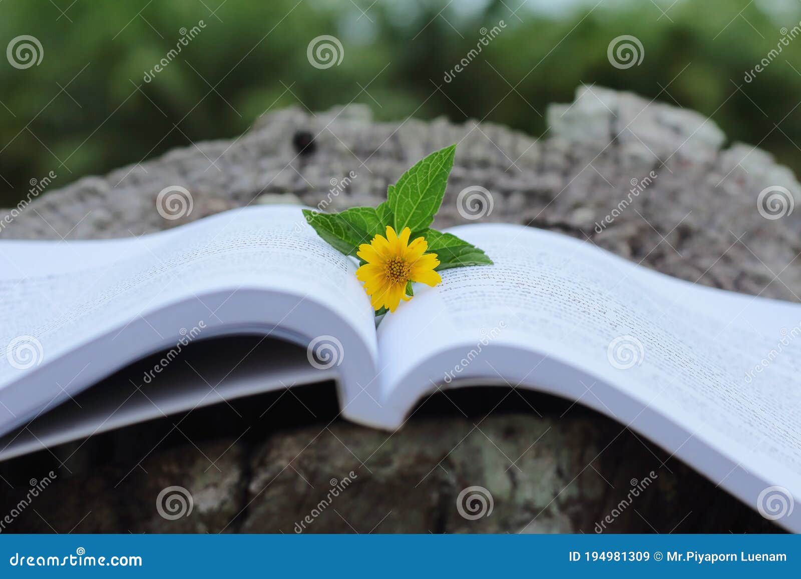 Reading Books To Increase Knowledge. Stock Image - Image of font ...