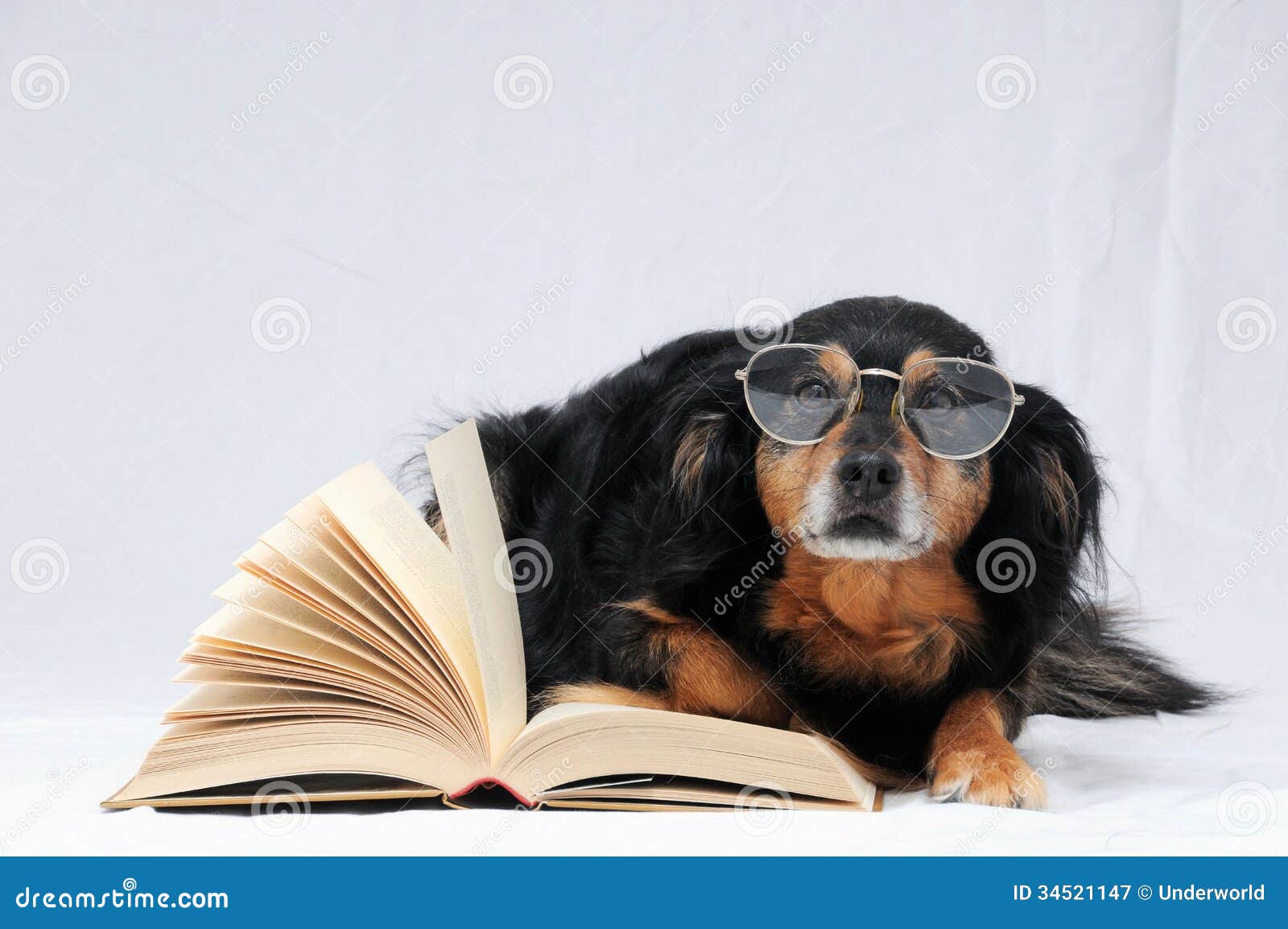 Reading Dog stock image. Image of intelligent, animals - 34521147
