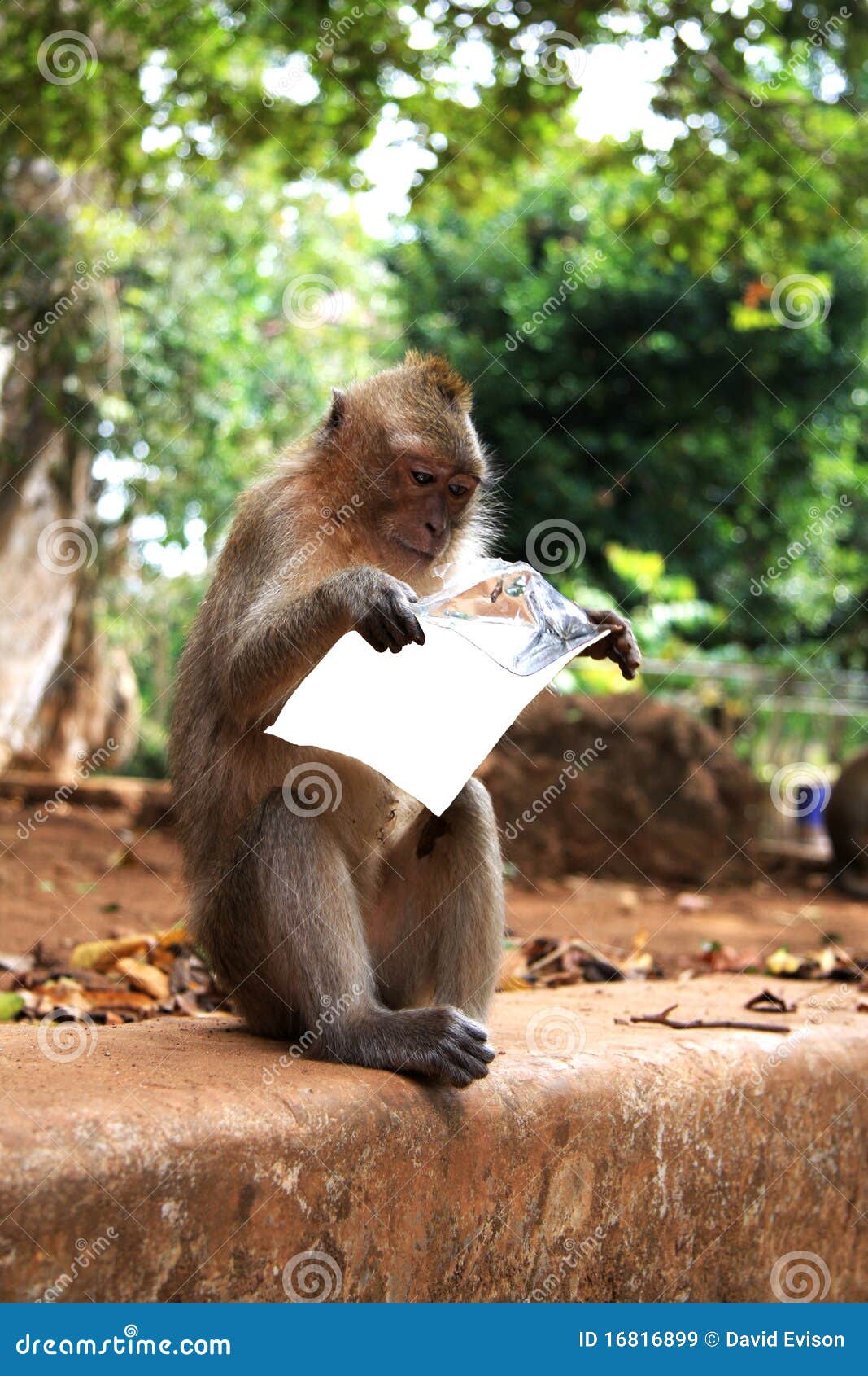 The reading monkey. stock image. Image of monkey, wilderness - 16816899