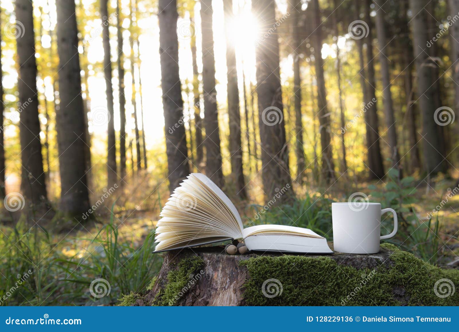 Sun Rays through Trees Over Book and Coffee Stock Photo - Image of ...