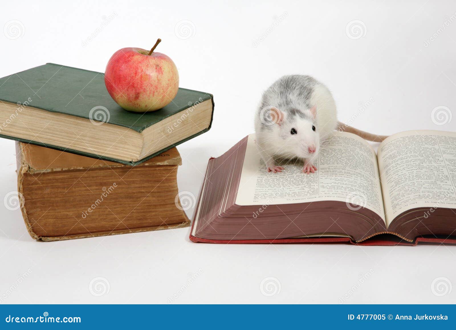 Reading Rat Royalty Free Stock Photo - Image: 4777005